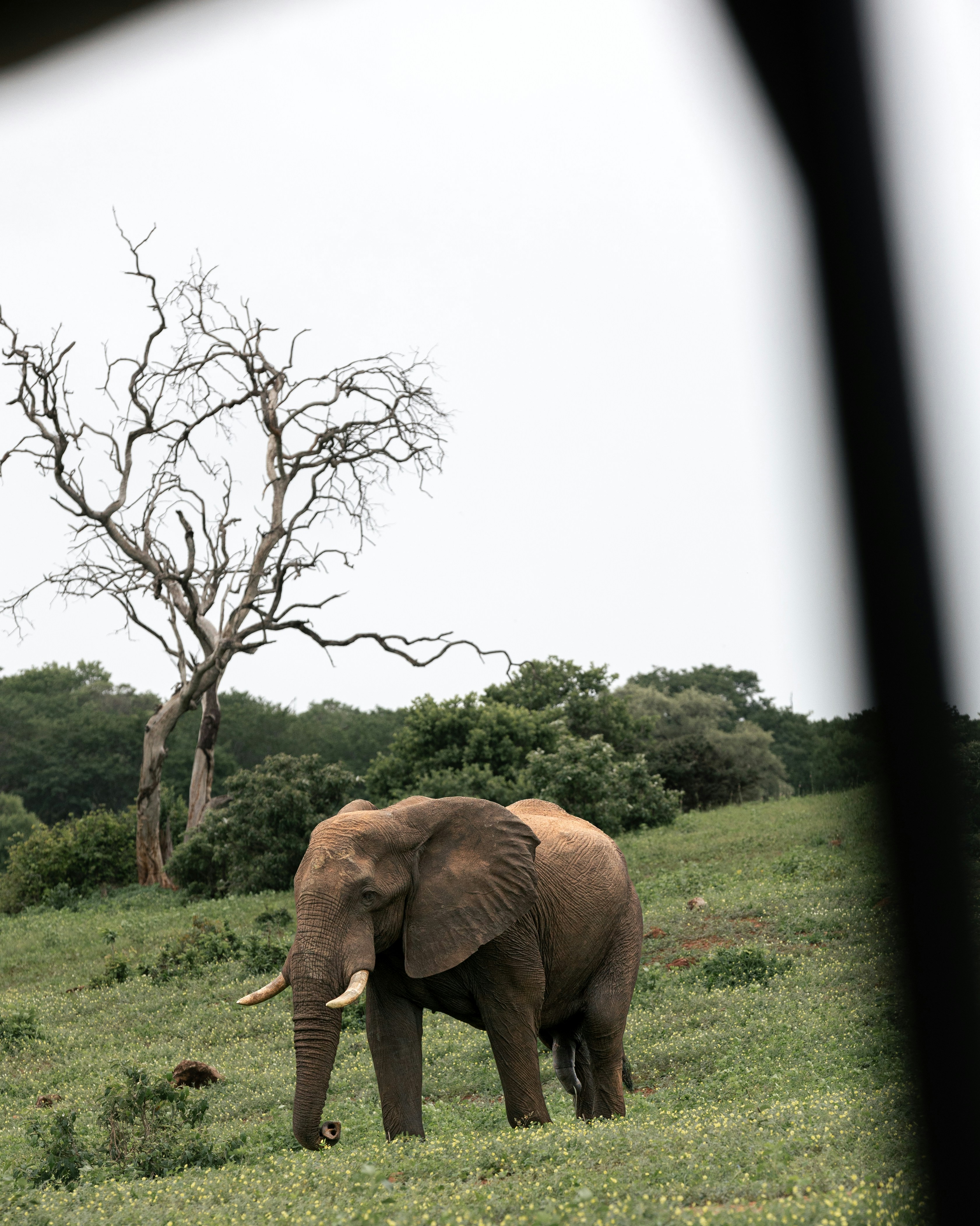 Wild Elephant Graze Under a Sparse Treeline, Framed by a Vehicle Window