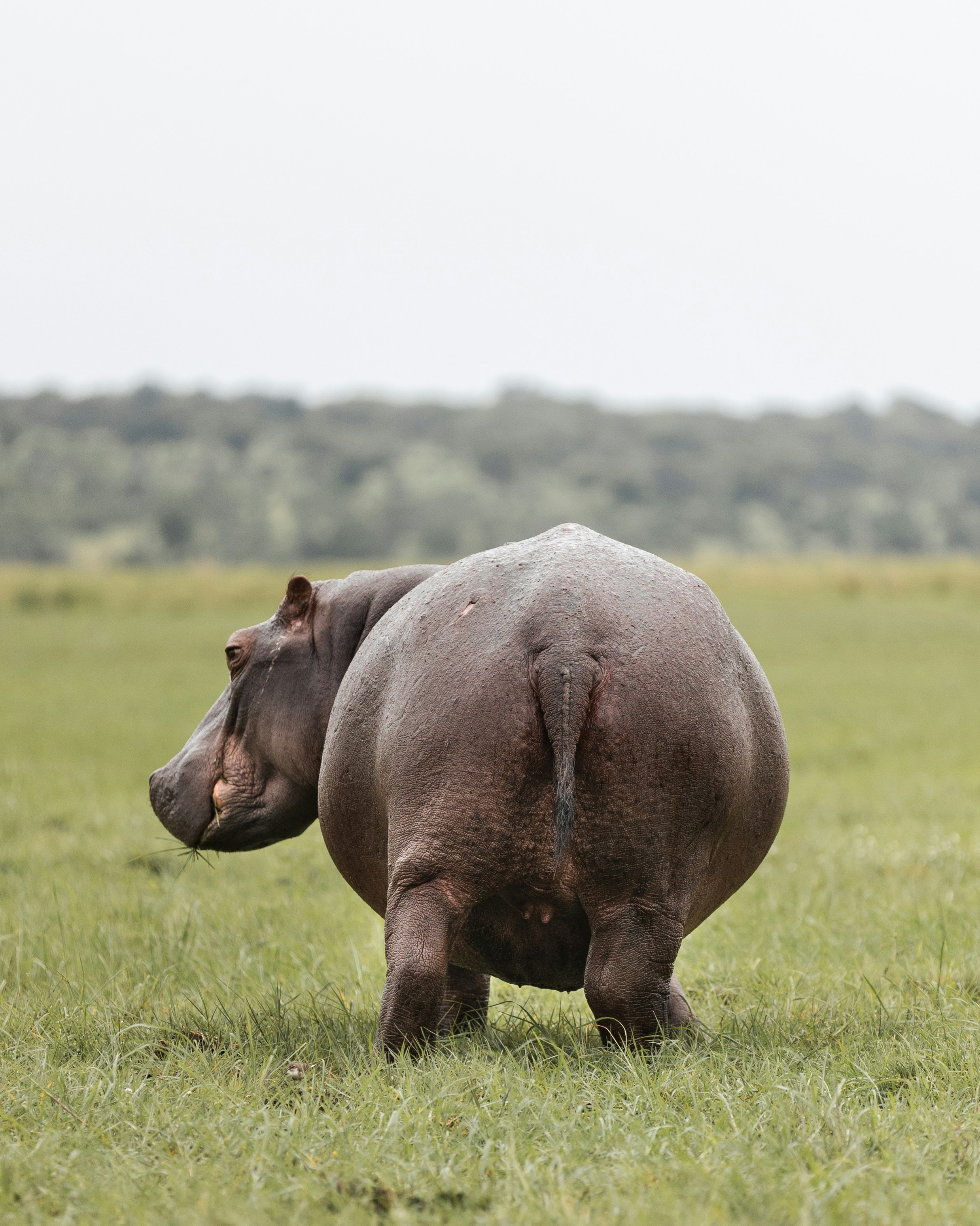 A hippopotamus stands facing away in a grassy field.