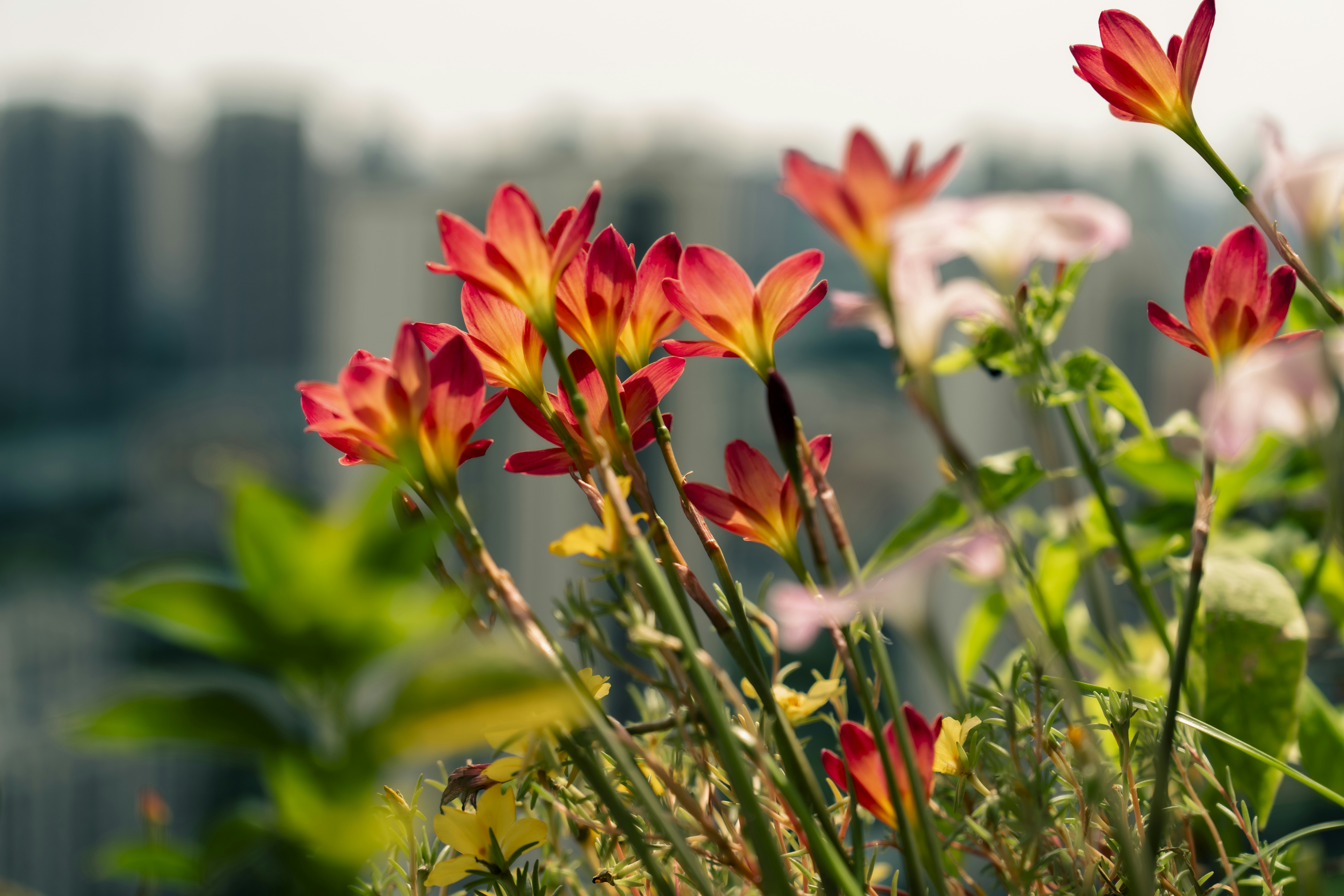 Vibrant flowers in varying shades of red and pink bloom against a blurred urban backdrop. The scene captures the contrast between nature and city life.