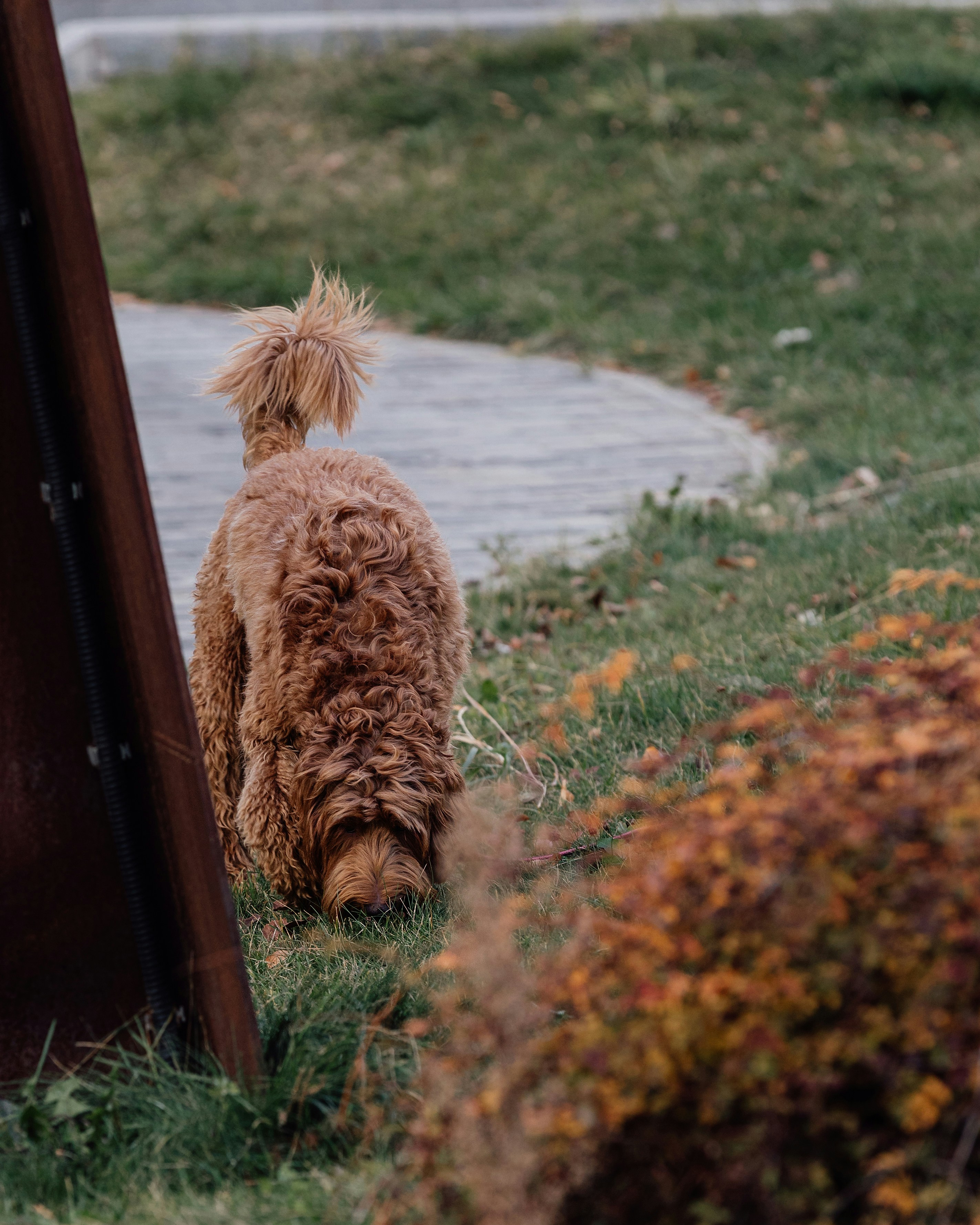 Fluffy brown dog exploring a grassy area, partially hidden behind a wooden structure. The scene captures a moment of curiosity and playfulness.
