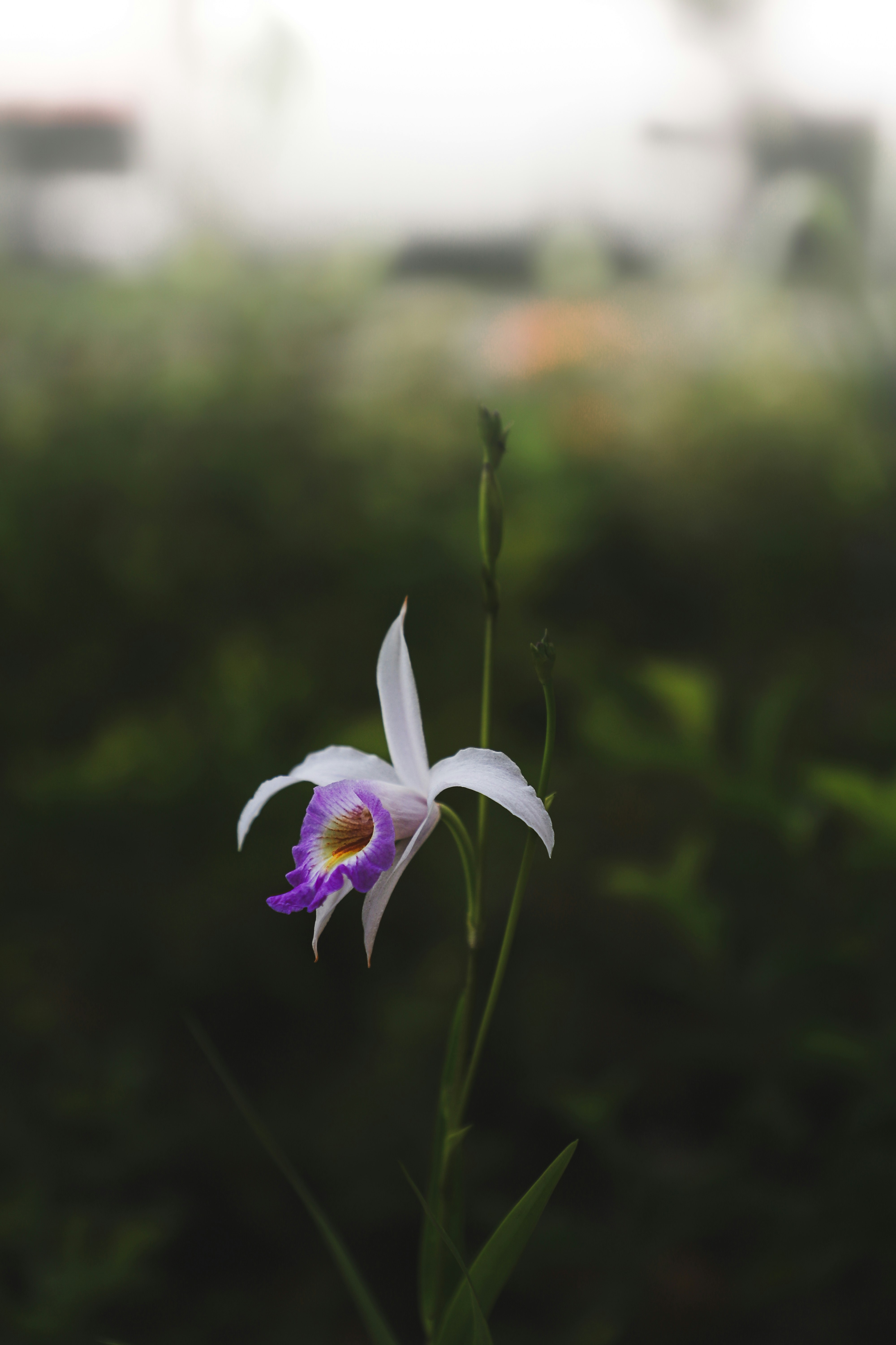 A delicate orchid blooms in a misty garden.