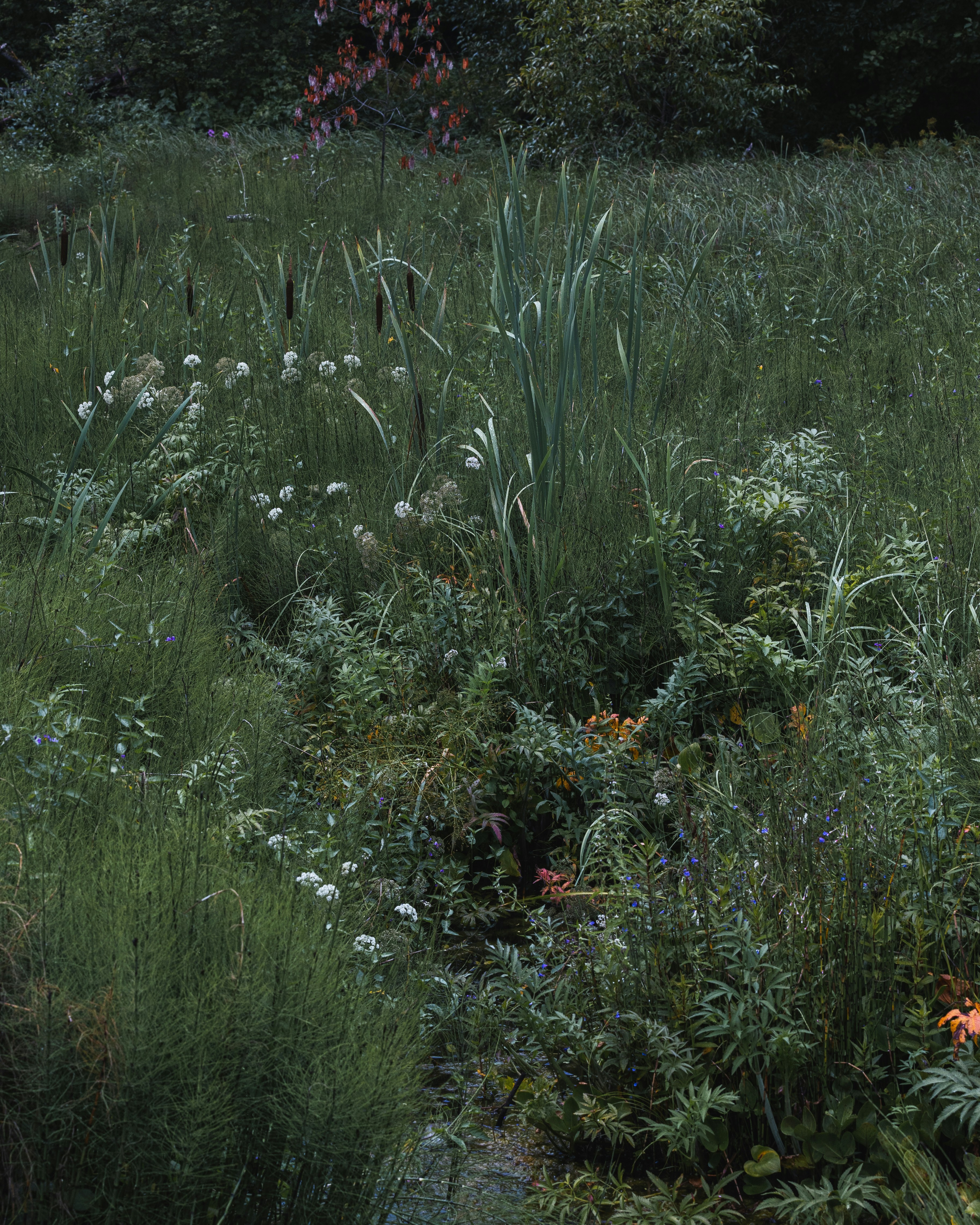 Overgrown garden with various plants and grasses.