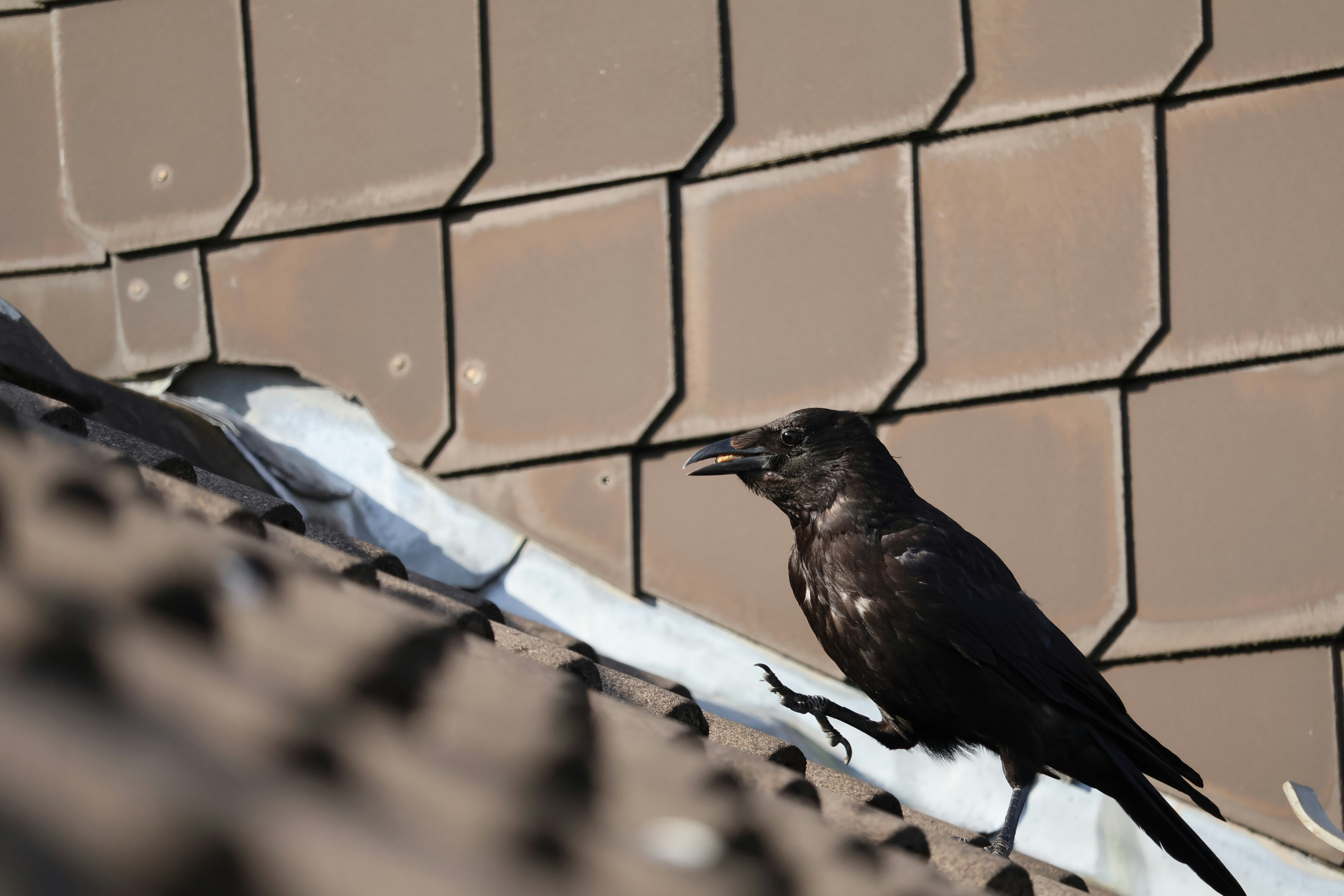 Urban Avian Explorer: A Crow's Rooftop Stroll