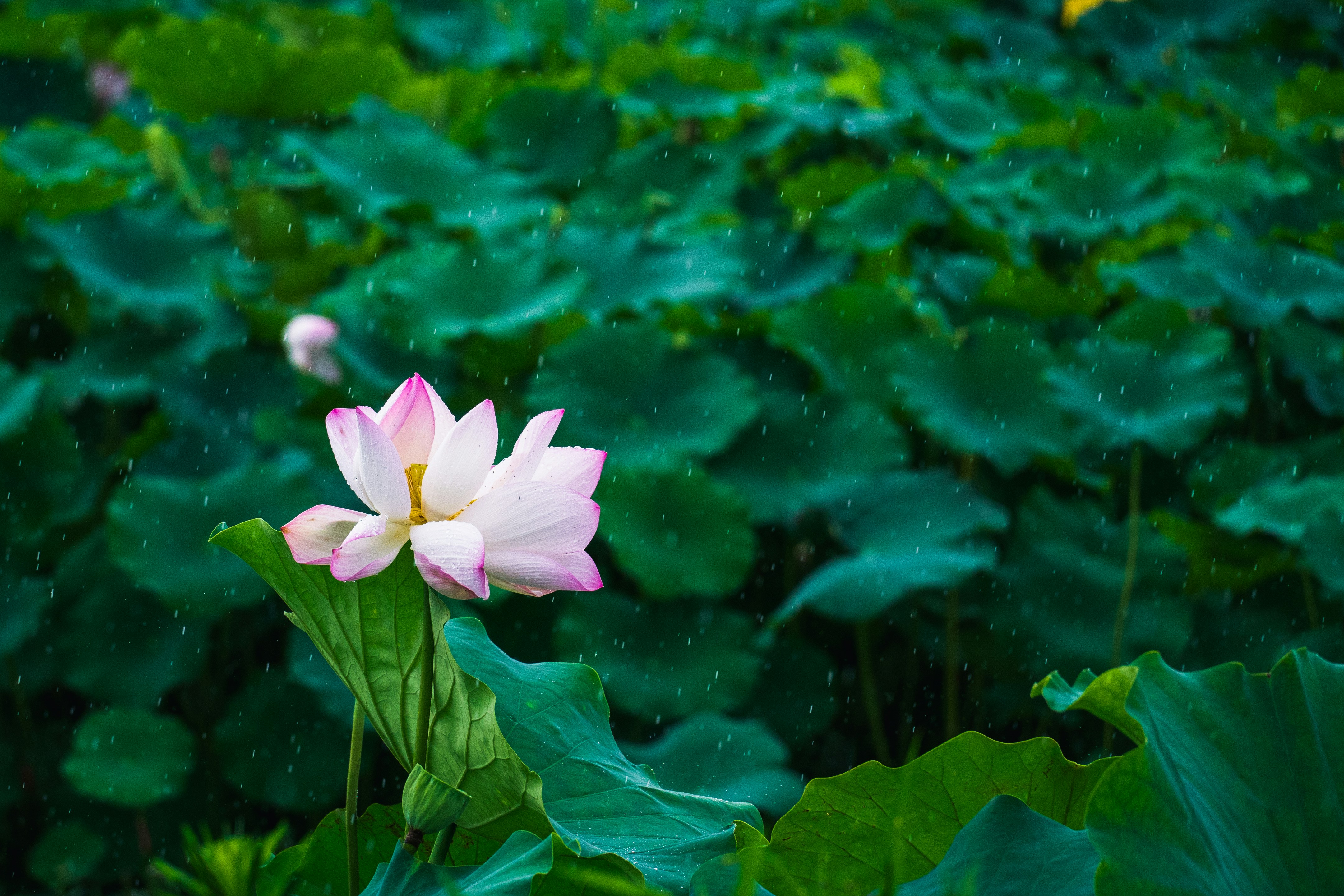 Pink lotus flower floats among green leaves. photo – Free Flower Image ...