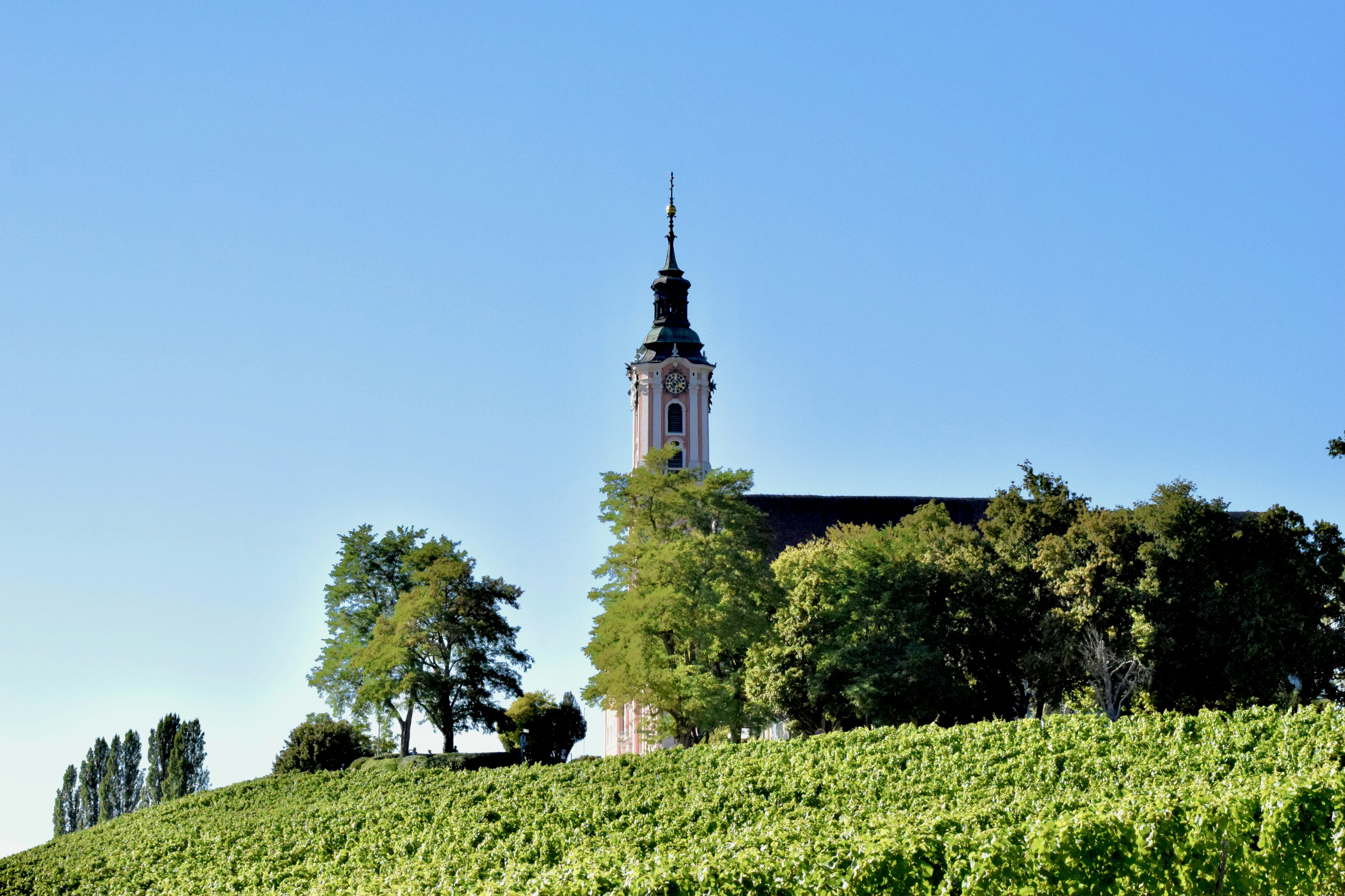 Church towers over a lush vineyard.