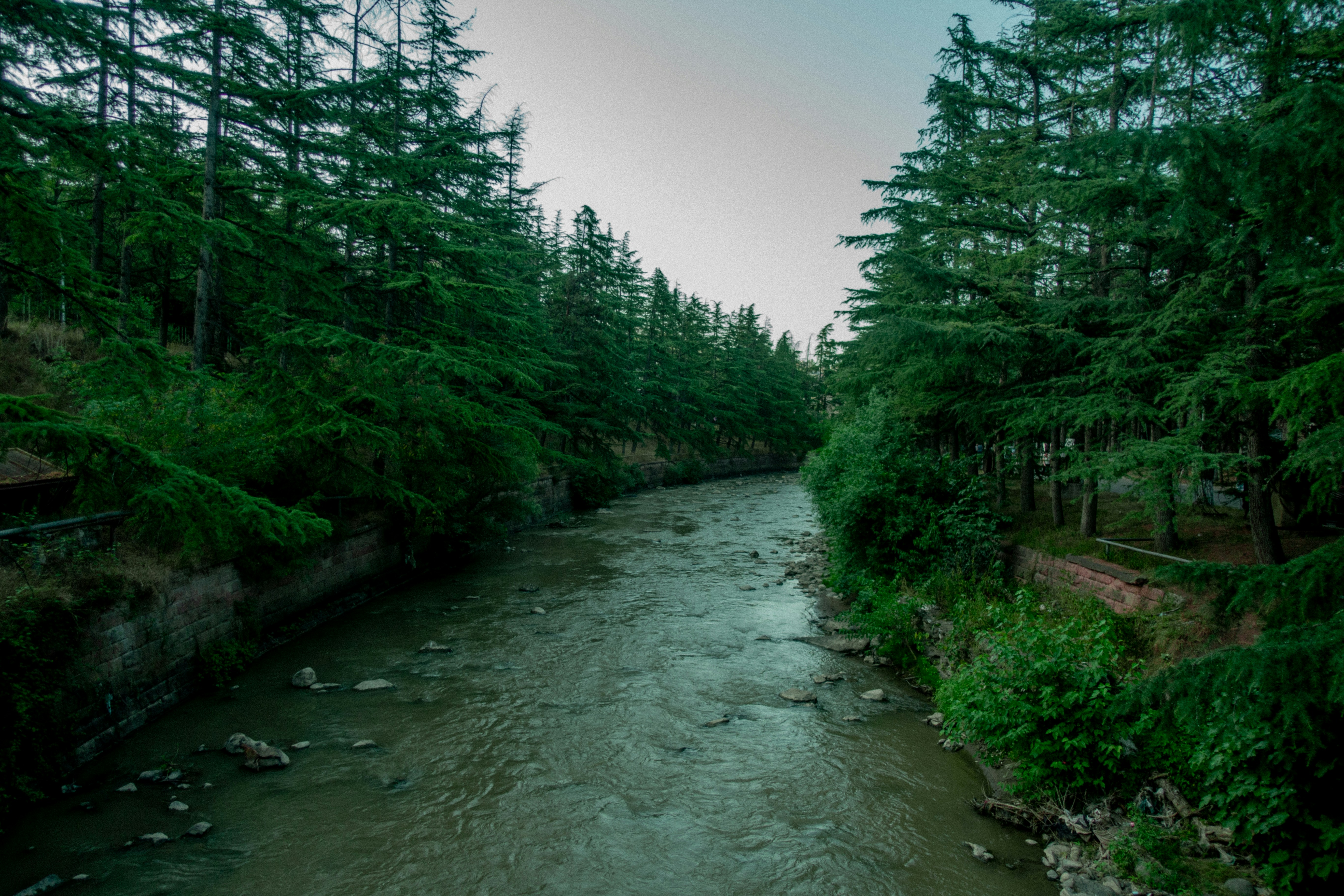 A serene river meanders through a lush forest, framed by tall evergreen trees, capturing the tranquility of nature's embrace.