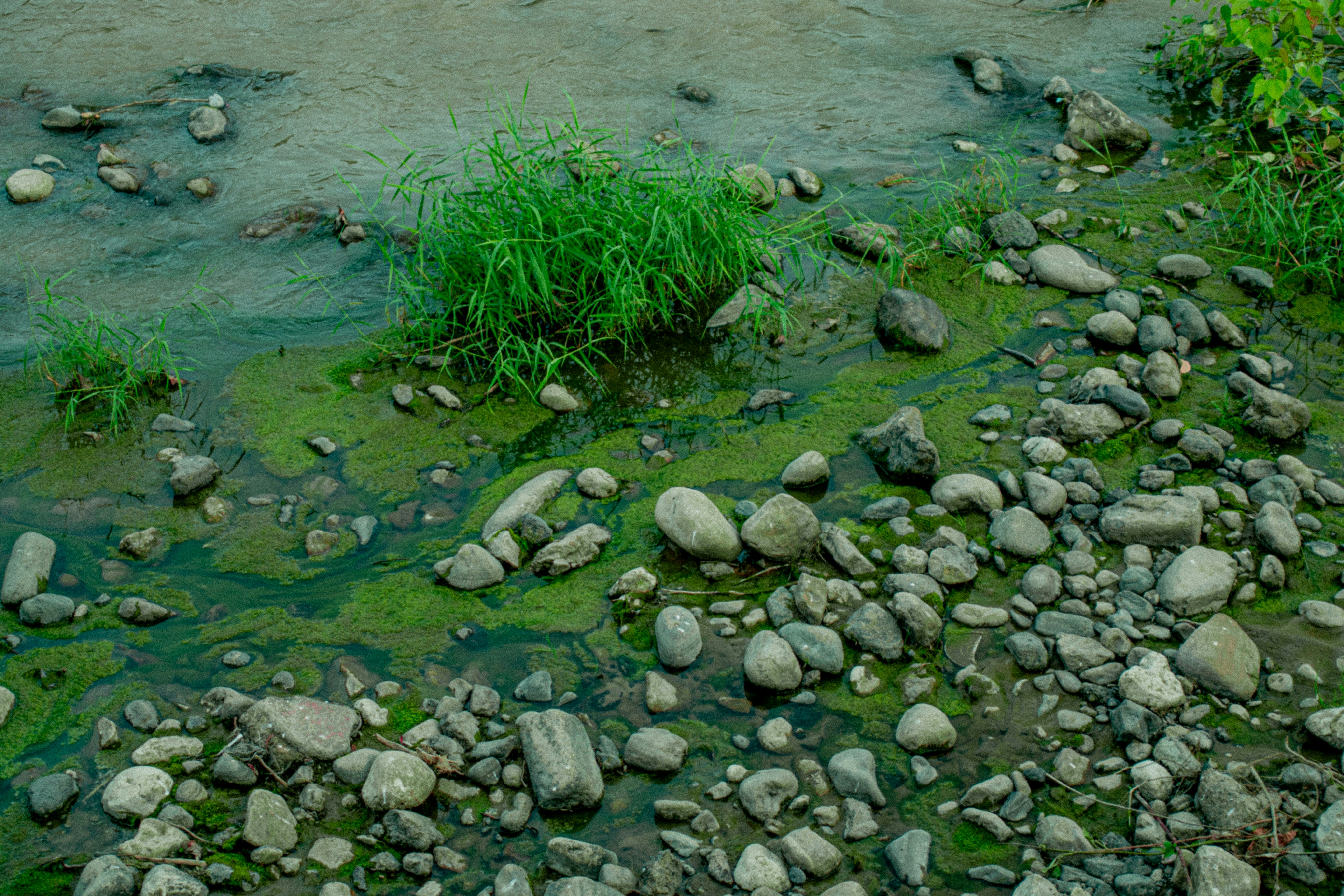 Algae and rocks in a shallow, green stream.