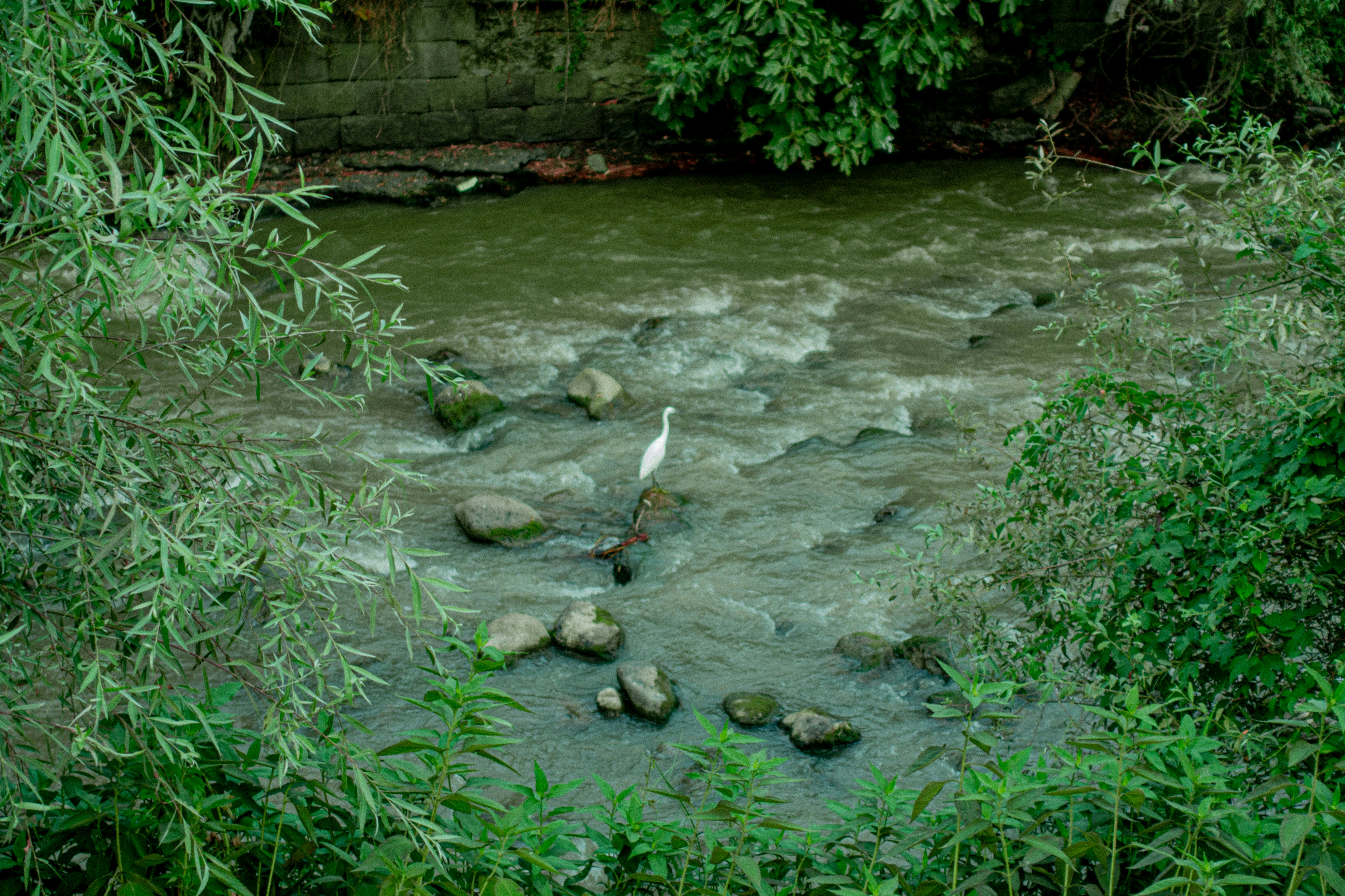 A heron stands in a flowing river.