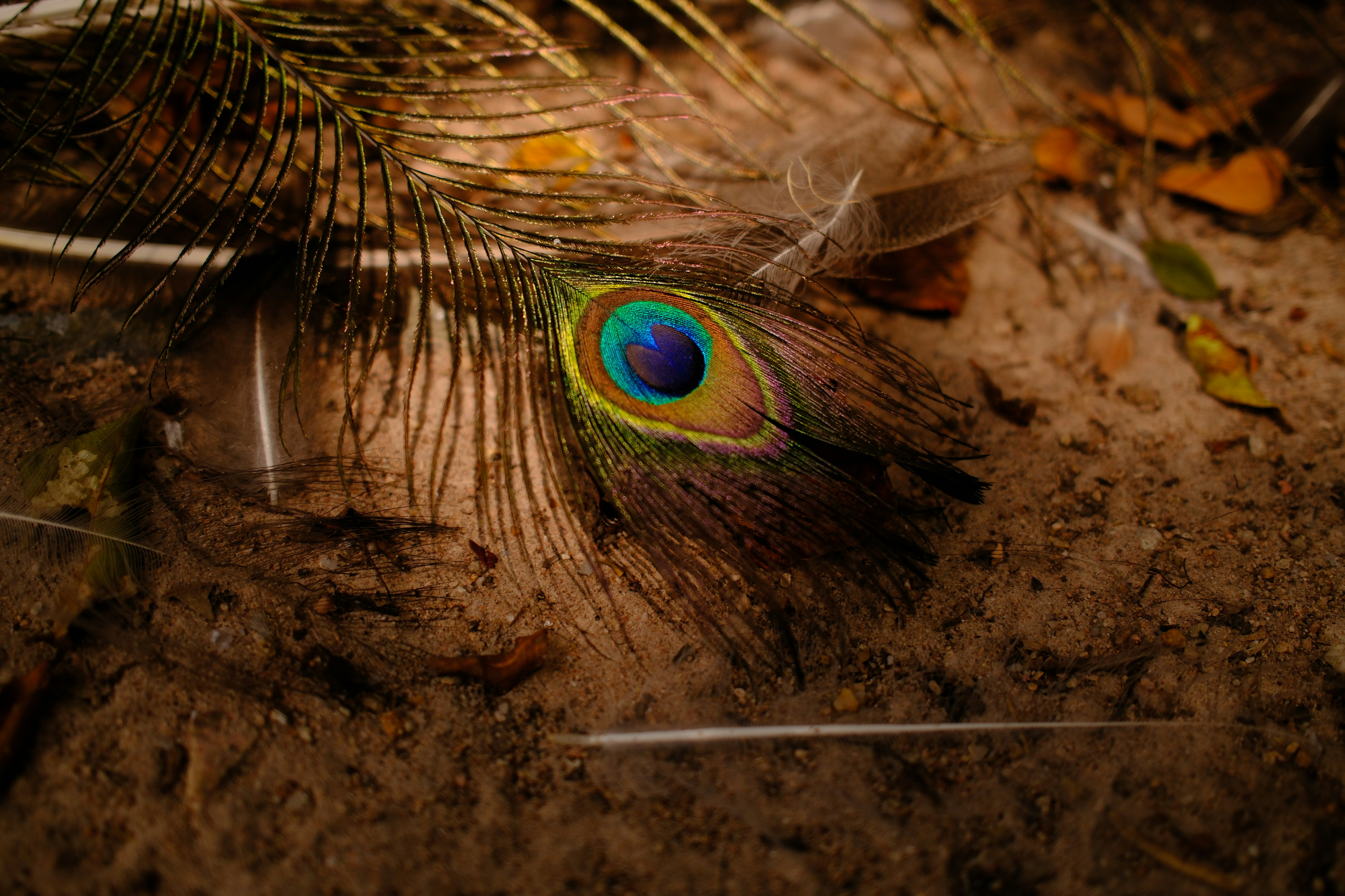 Nature's Palette: The Peacock's Eye