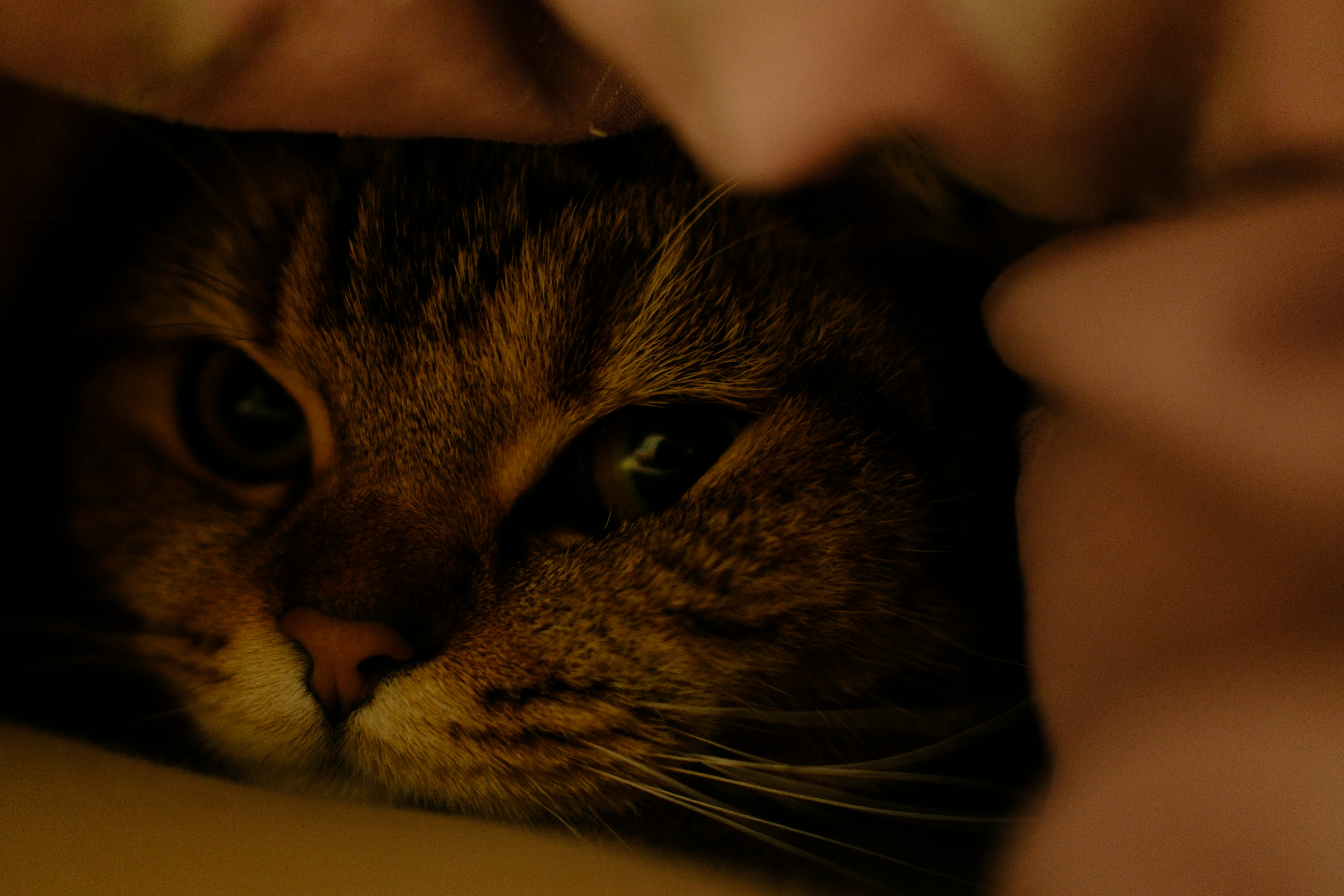 Whiskered Shadows: A Feline's Sanctuary