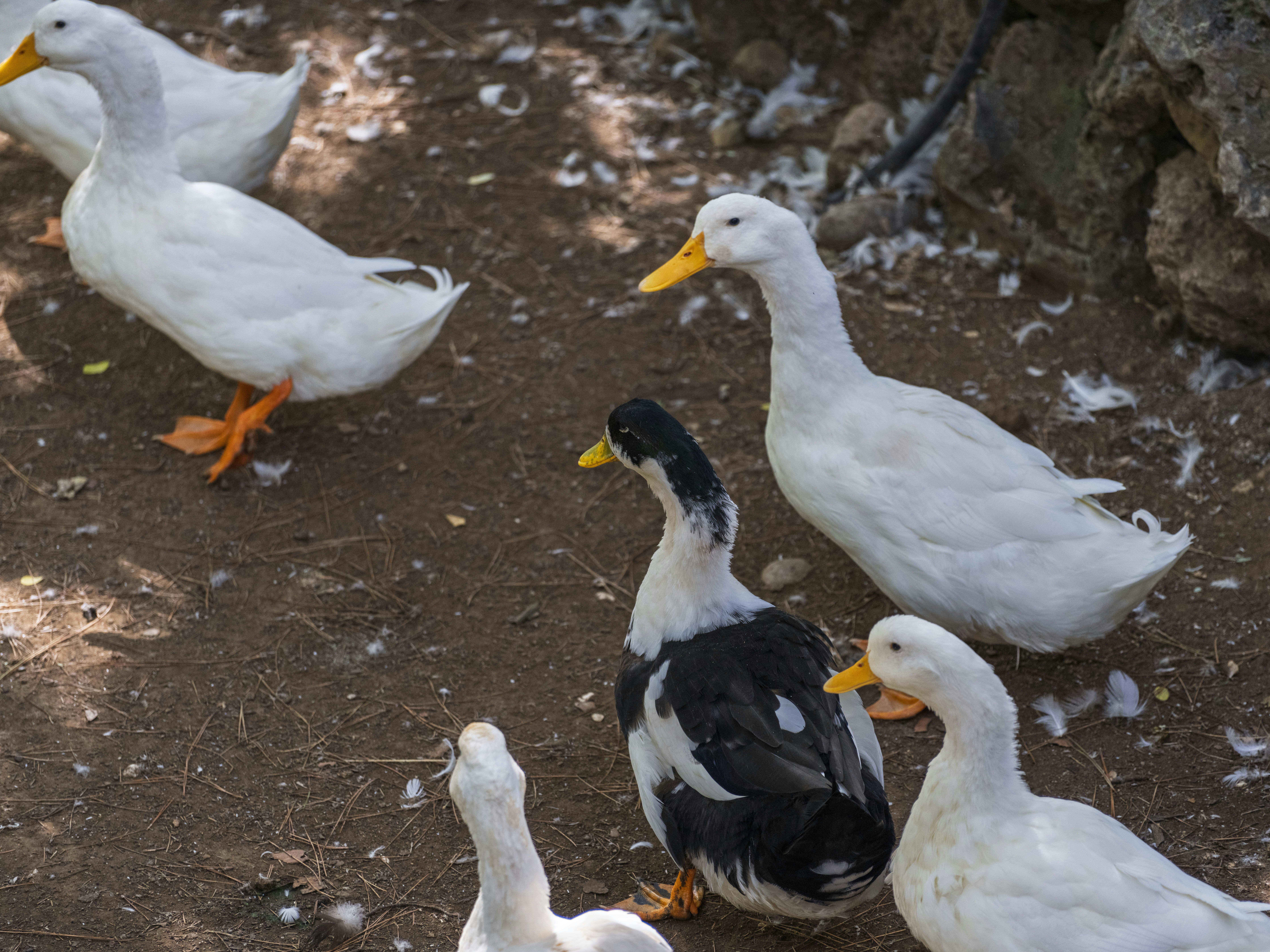Feathered Quartet by the Creek: White Ducks and a Black Mime by Dusty Ground