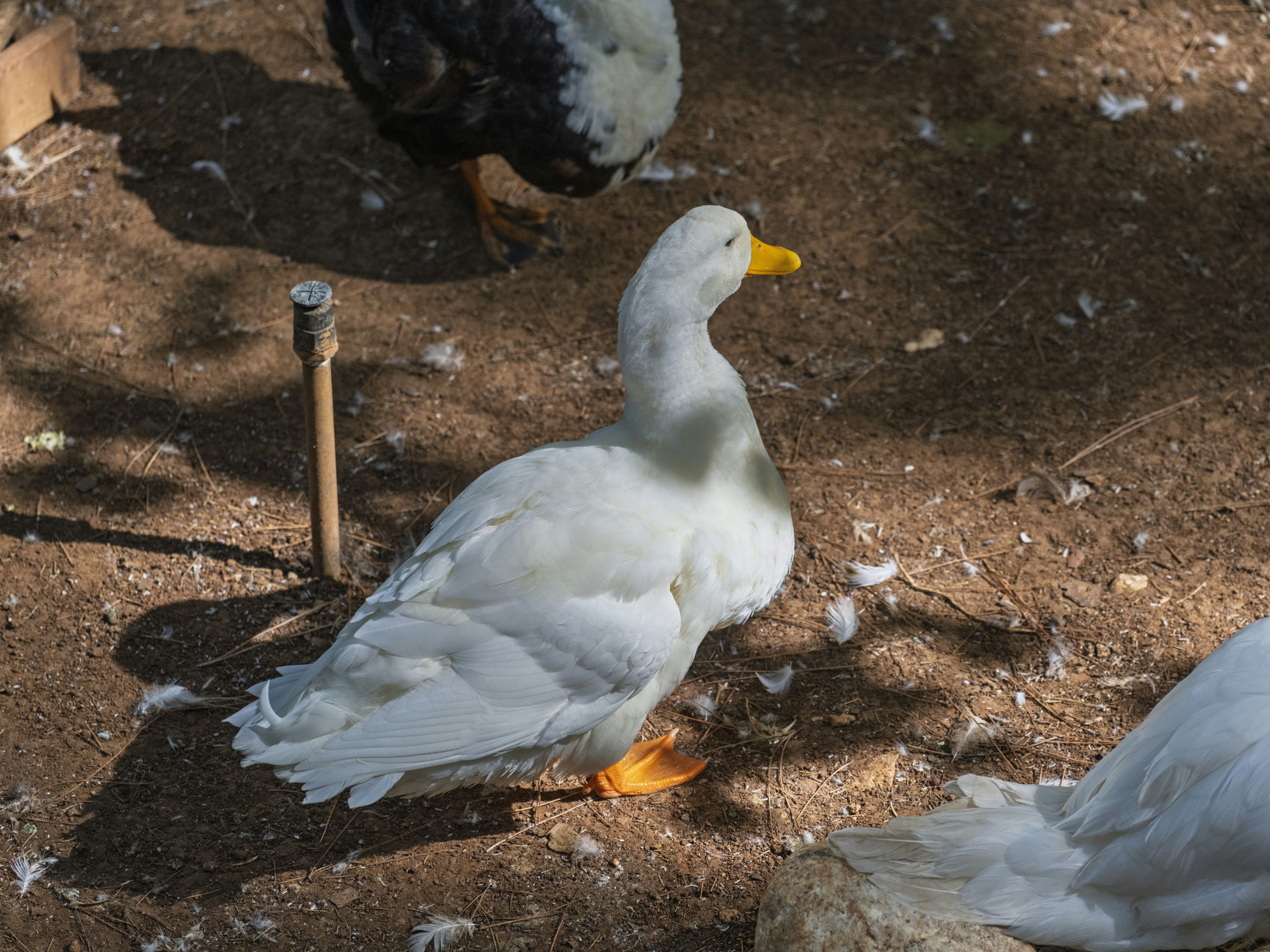 Serene Quack: A Moment of Stillness
