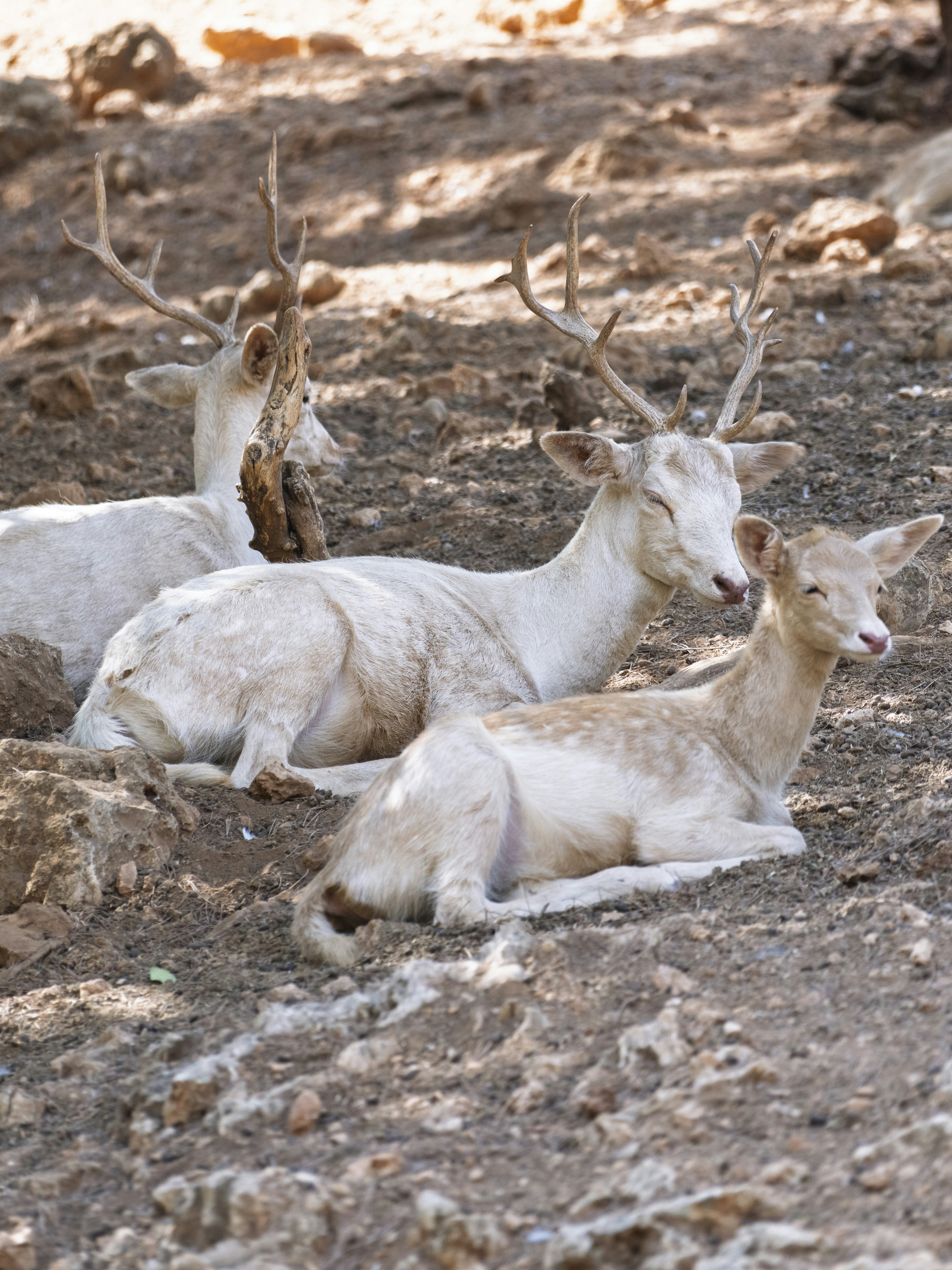 Group of white deer resting on sunlit ground, surrounded by rocky terrain. Their tranquil posture conveys a peaceful moment in the wild.