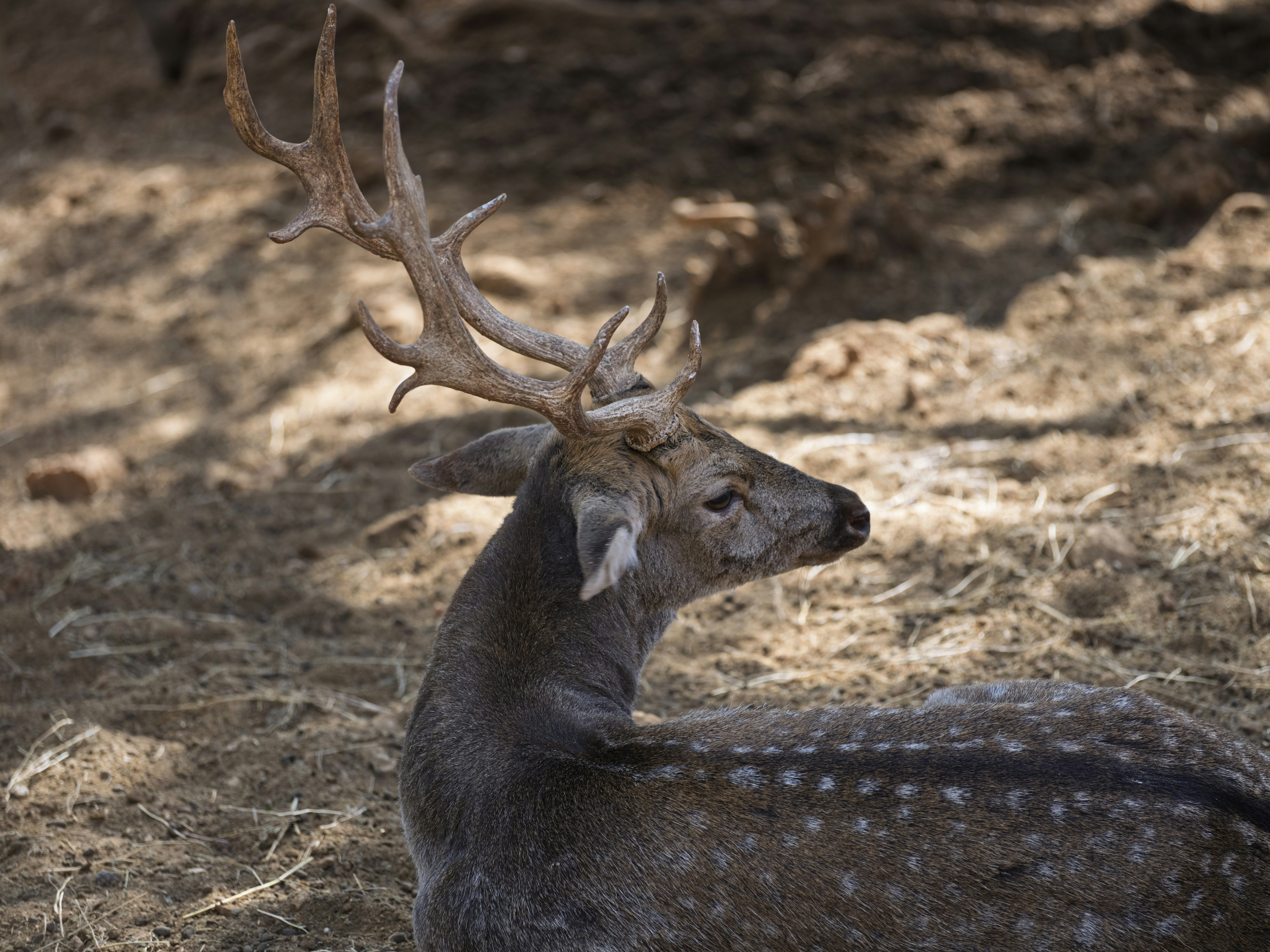 Antlered Sentinel: Stag in Dappled Forest Light