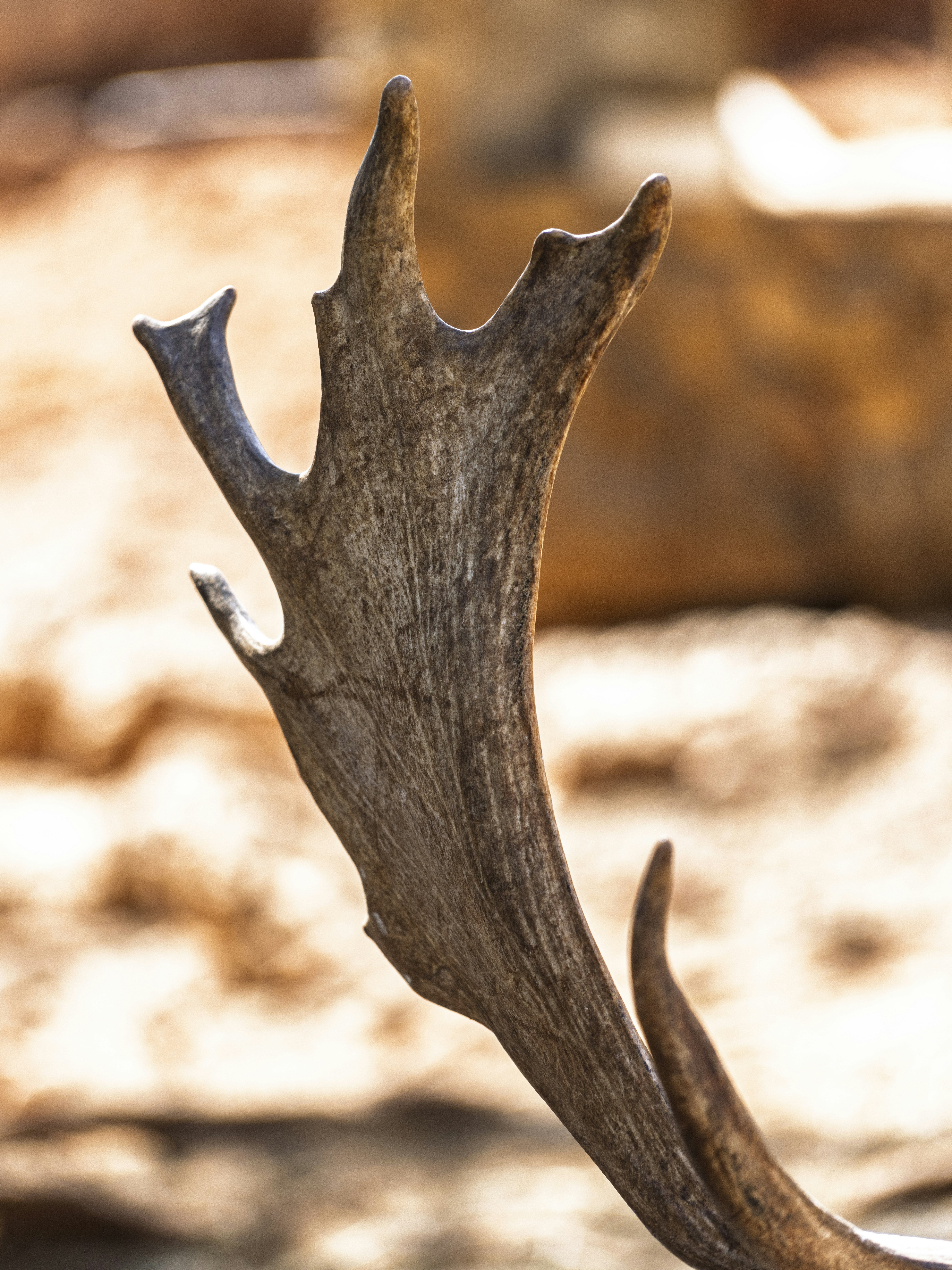 Nature's Intricate Sculptor: A Lone Antler