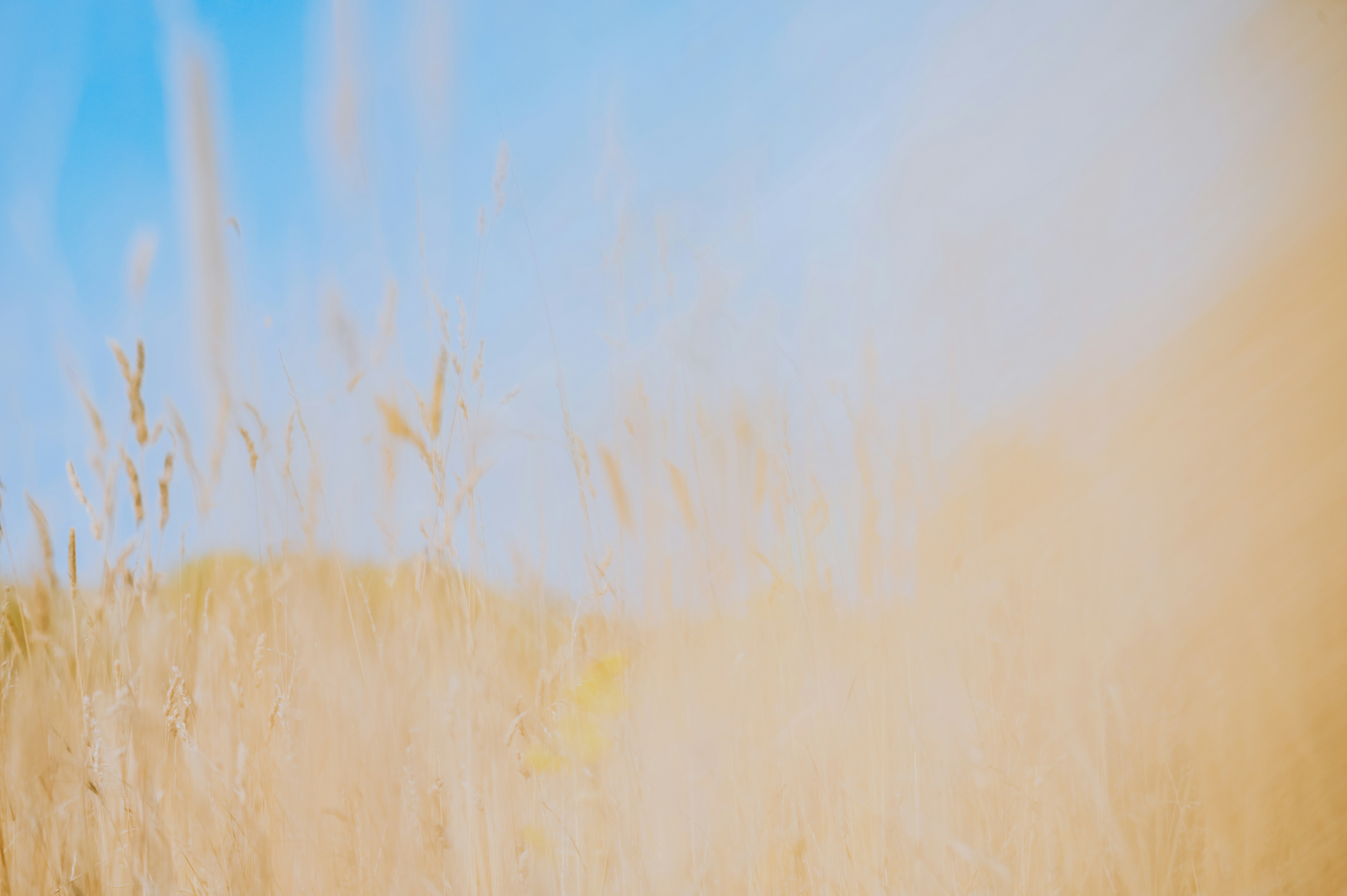 Reflect Lens / Supernova | Tall grass gently sways in the sun.