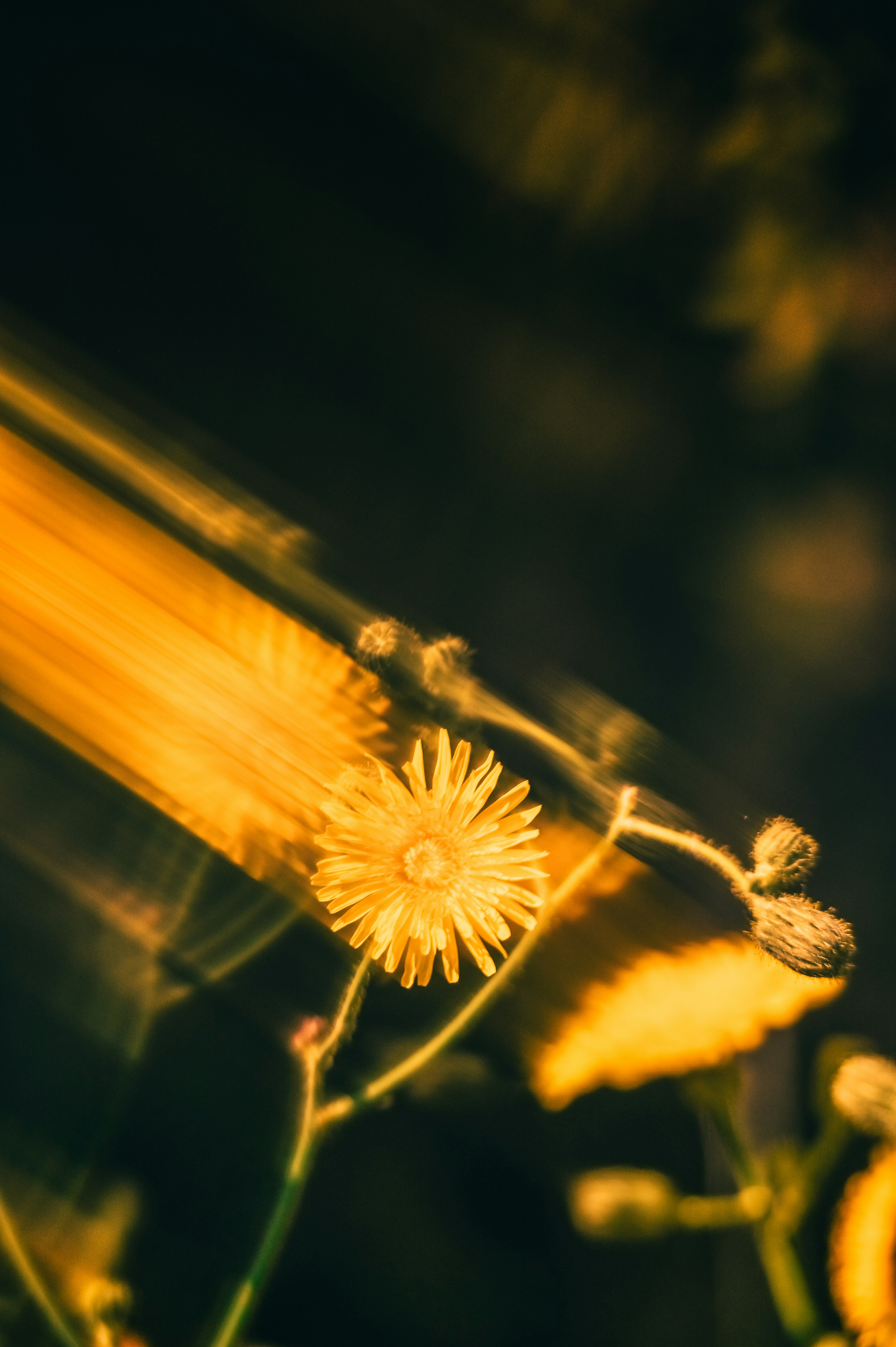 Reflect Lens / Supernova | A yellow flower glows in natural light.