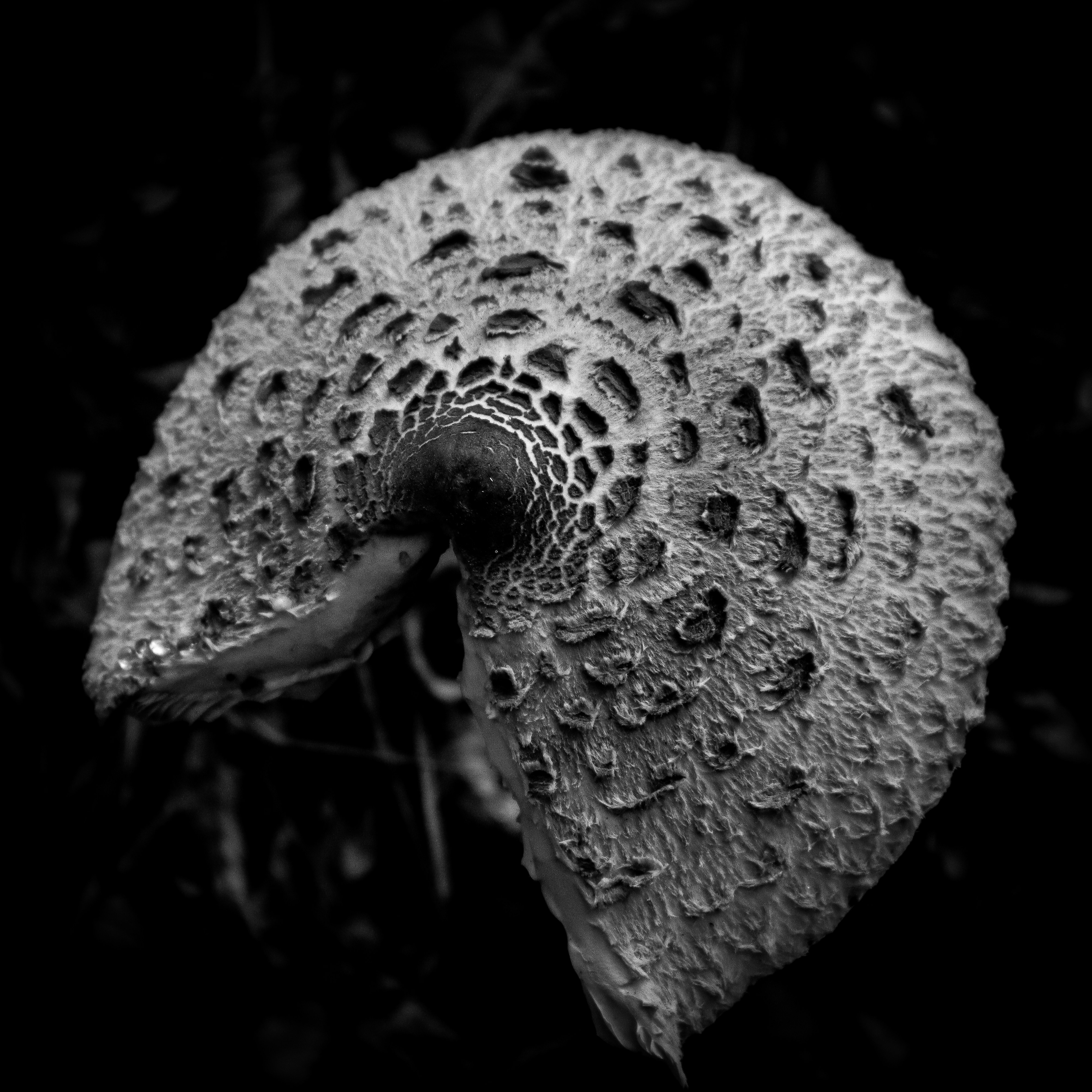 Nature's Intricate Spiral: A Fungal Marvel
