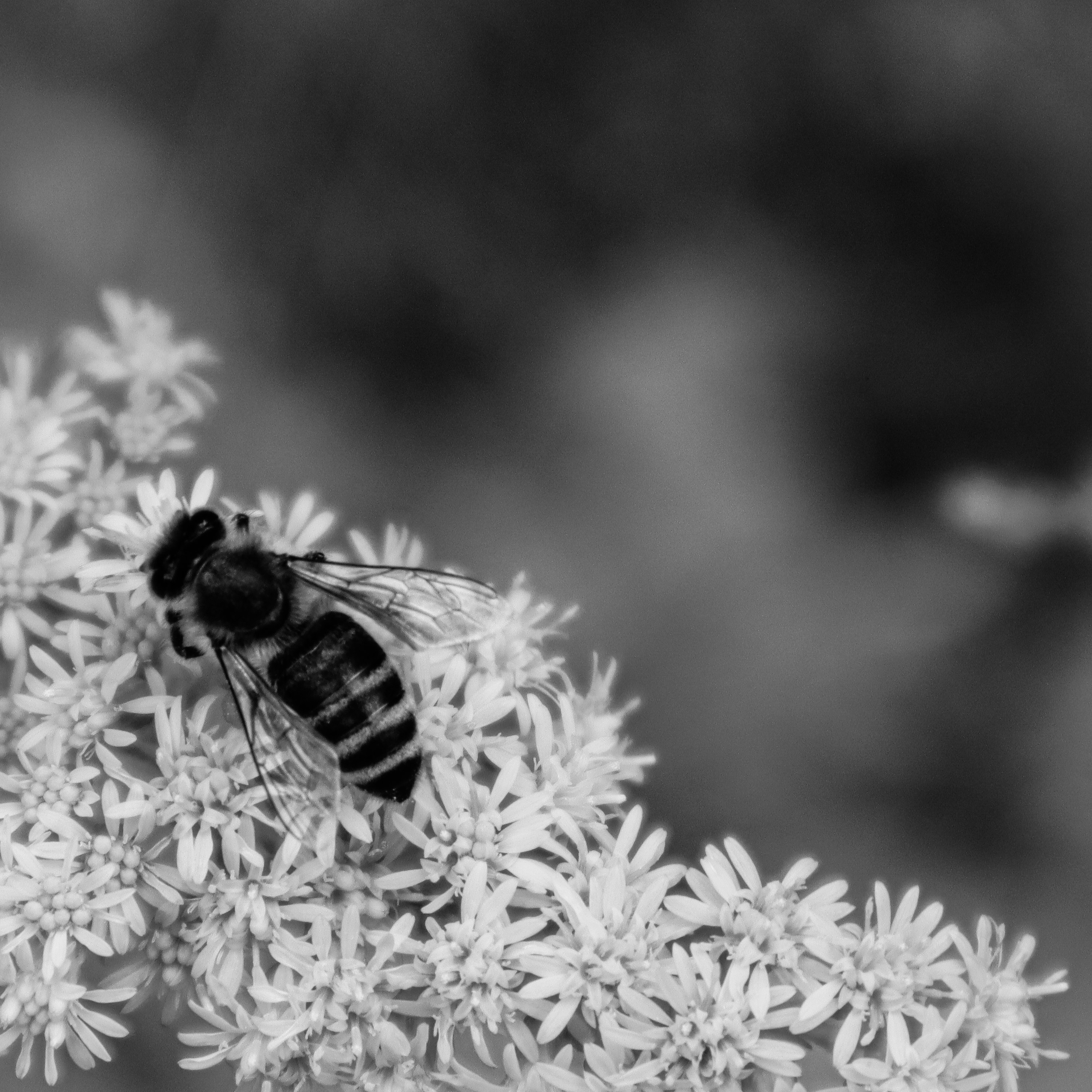 Nature's Tiny Artisan at Work