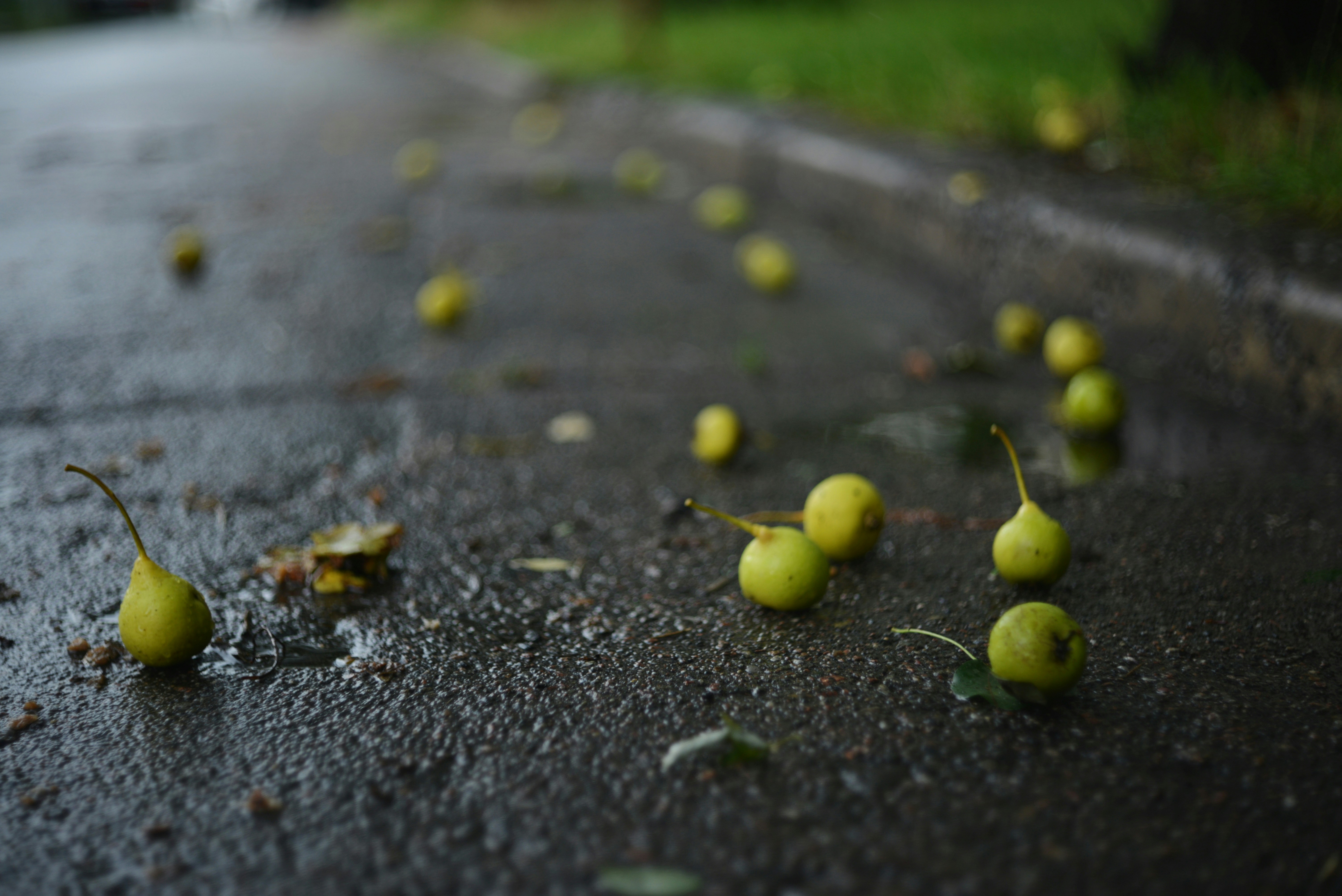Pears are scattered on a wet pavement.