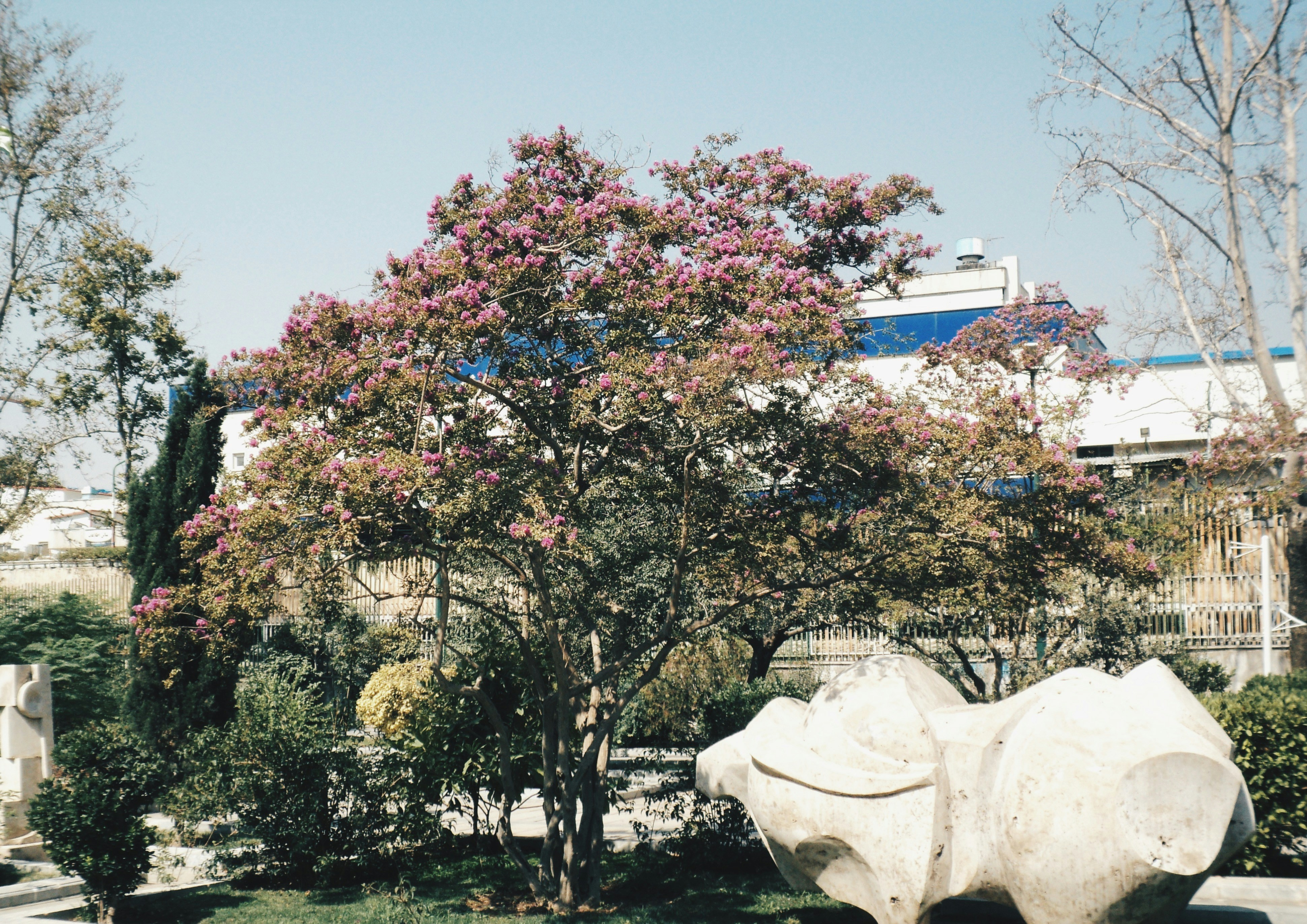 Where art and nature hold a conversation. | A tree is blooming with pink flowers.