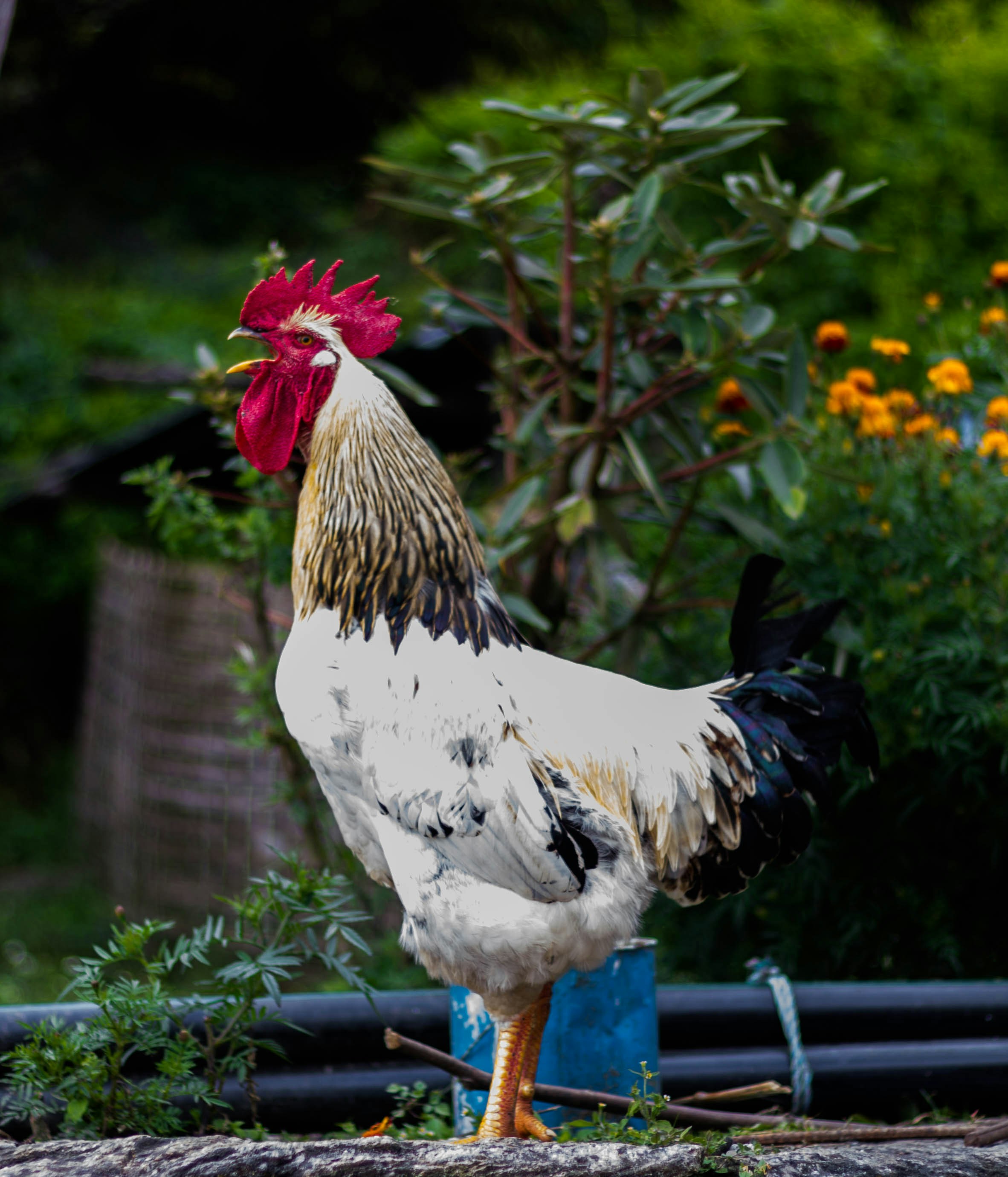 Regal Rooster in Blooming Garden