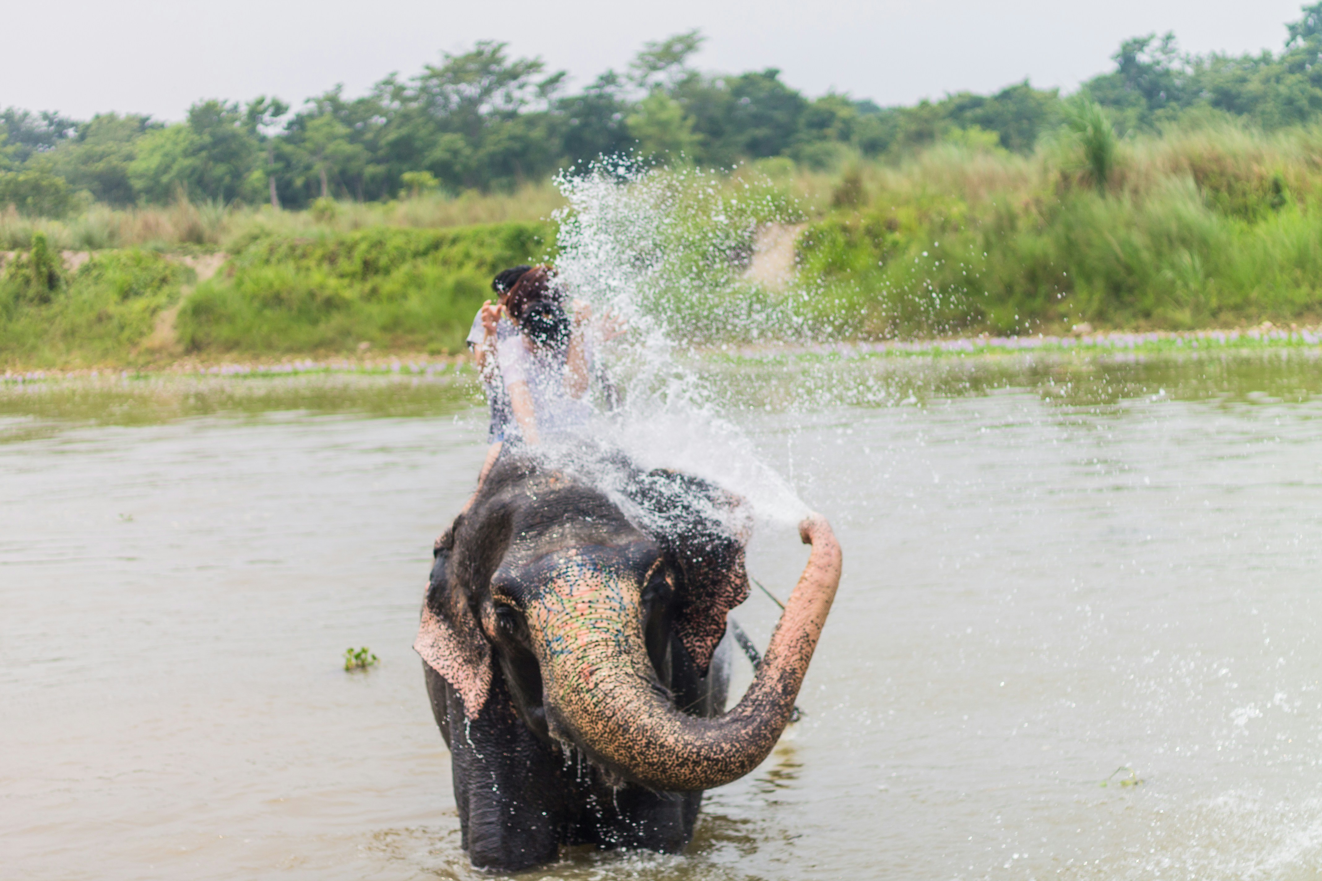 Joyful Splash: An Elephant's Playful Bath