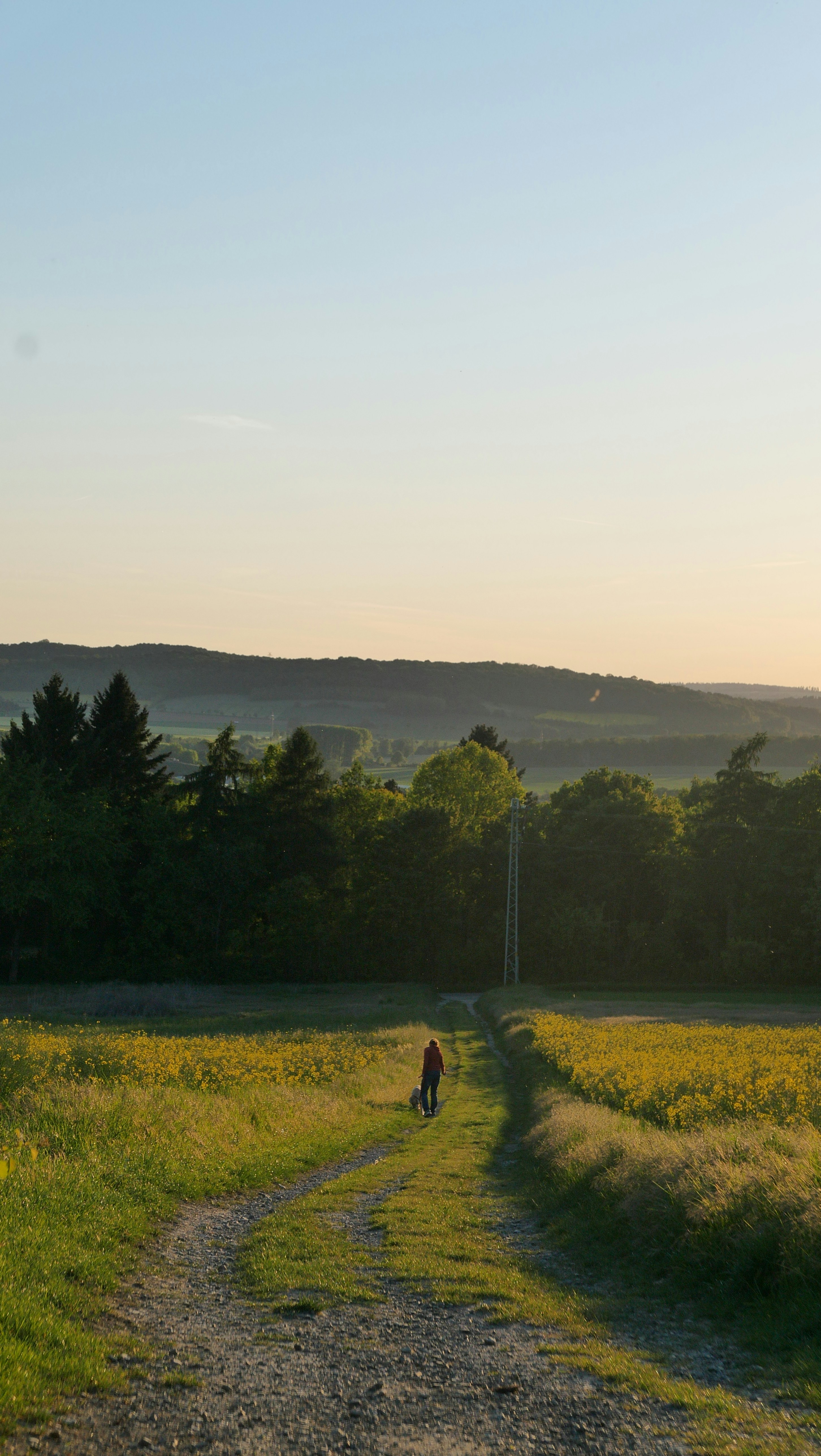 Person walking a dog on a rural path.