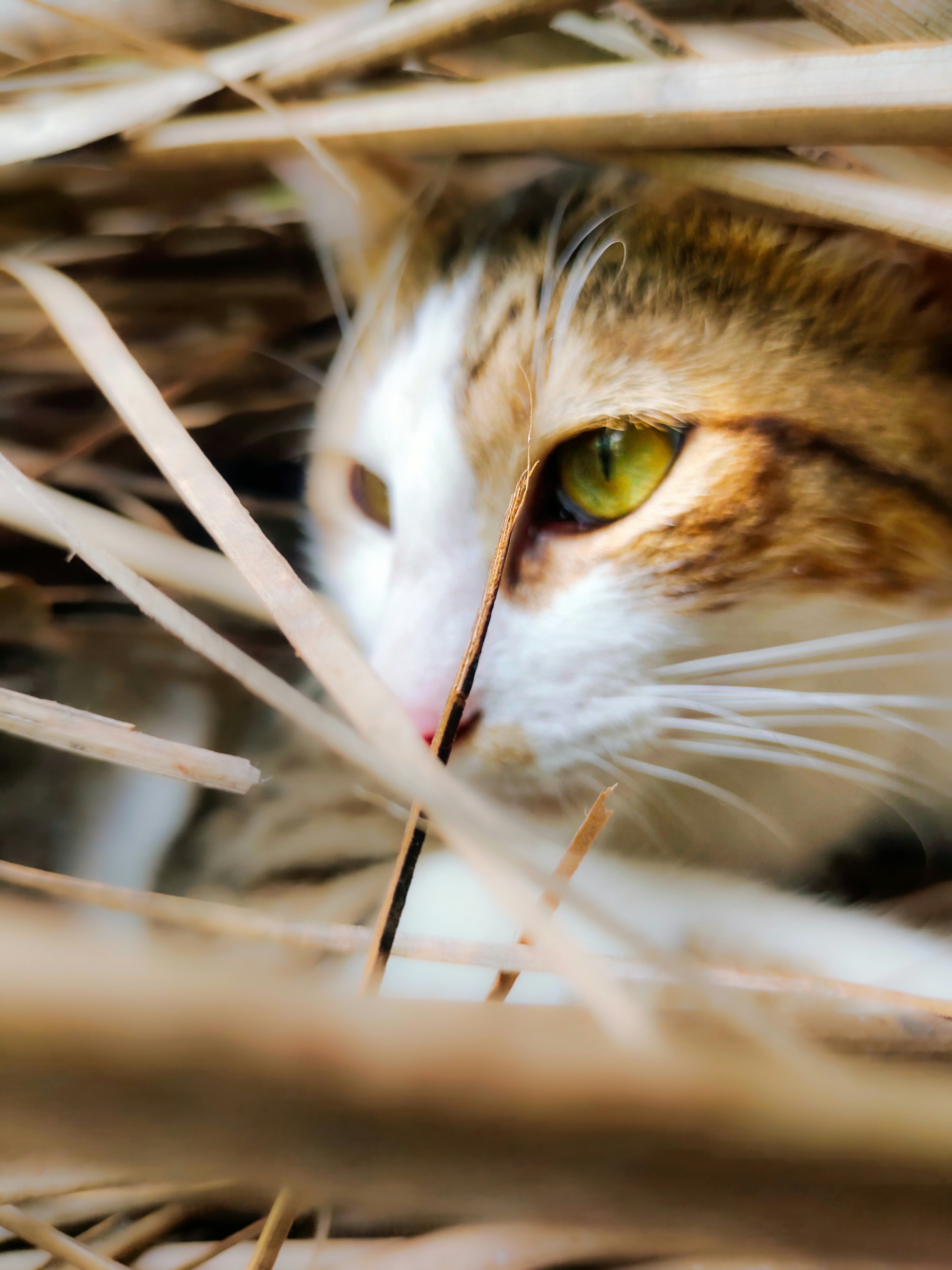 Animal Photography | A cat peeks out from the tall grass.