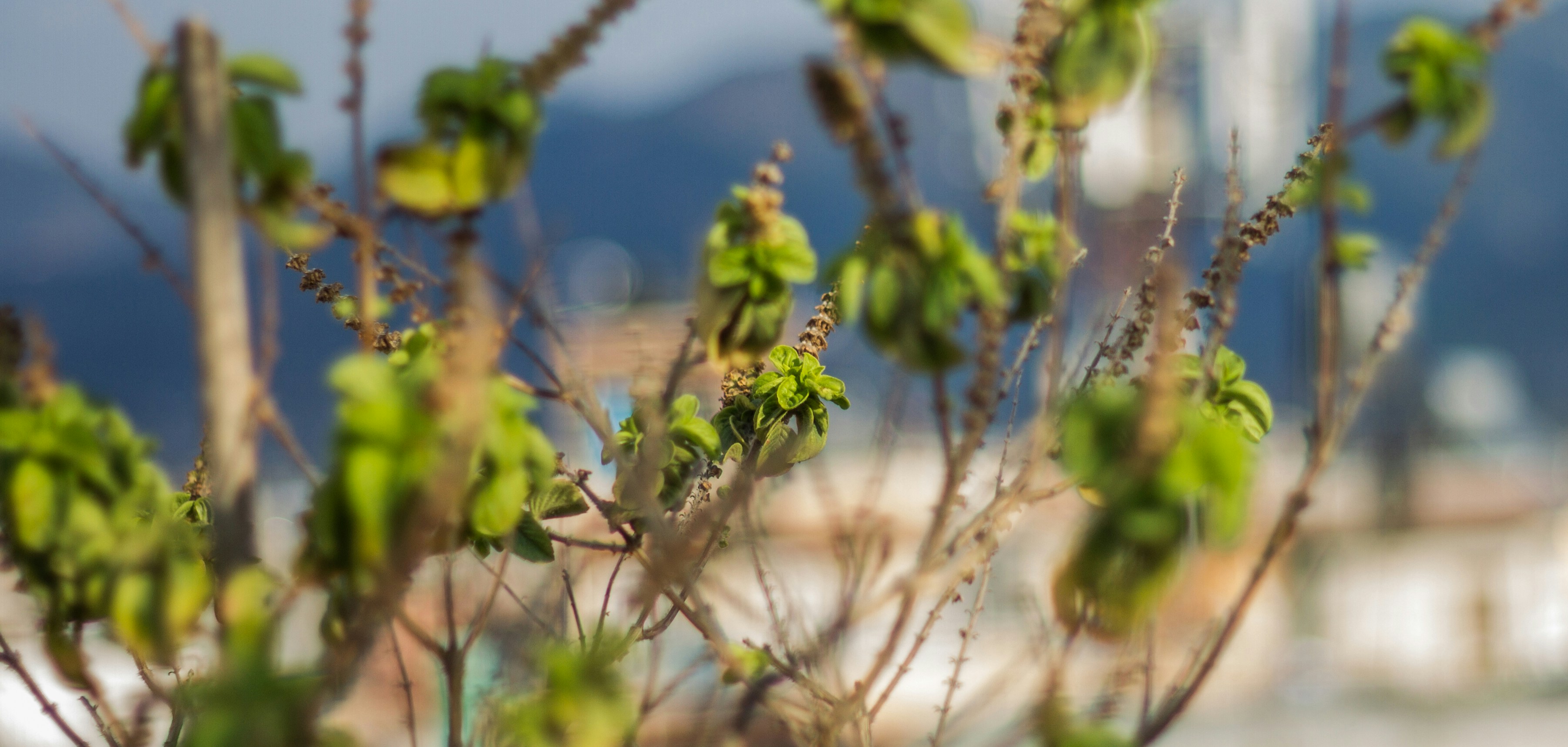 Lush green leaves emerge from delicate branches, softly blurred against a distant urban backdrop. The scene captures the intersection of nature and city life.