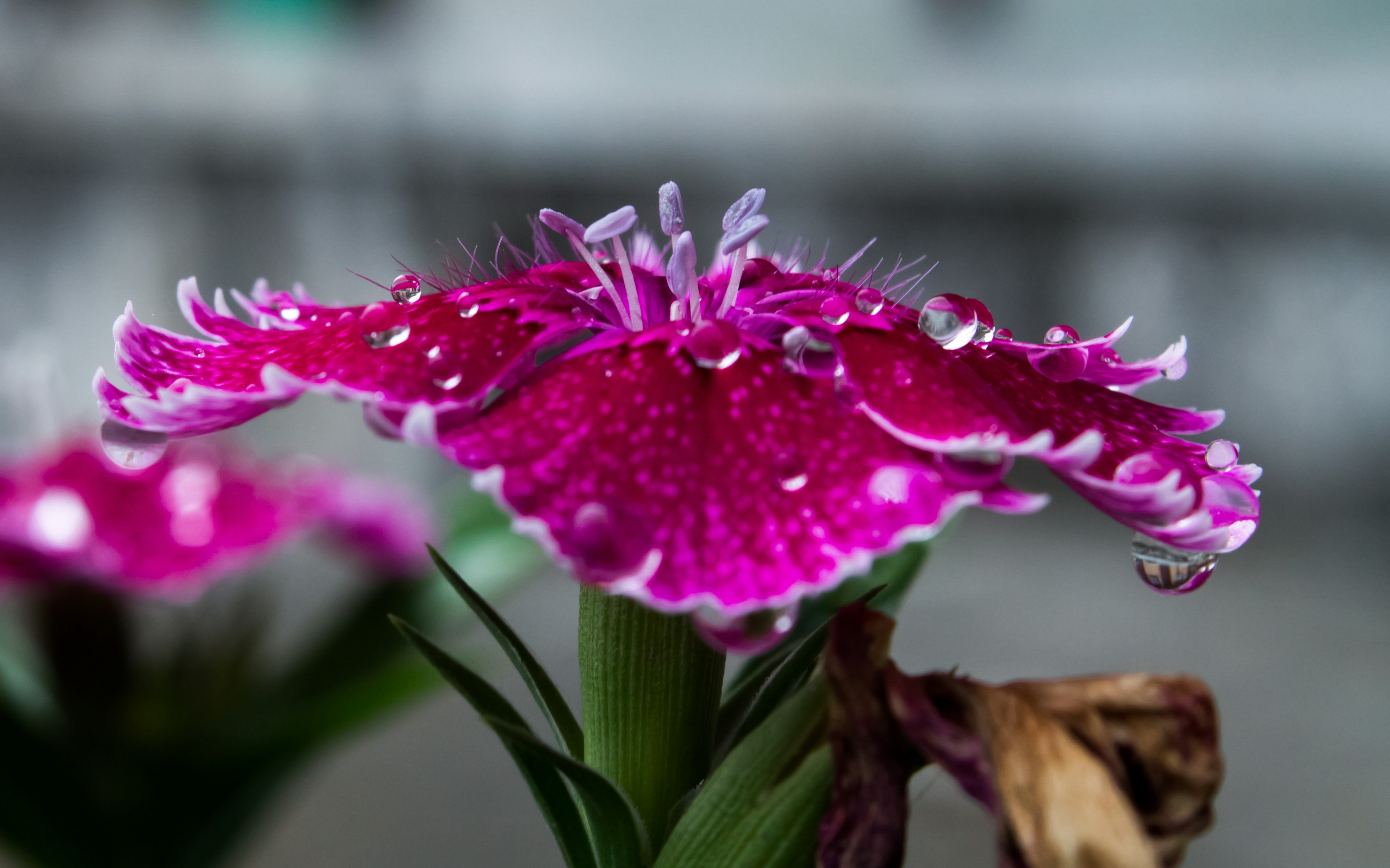 Vibrant Petals Adorned with Nature's Pearls