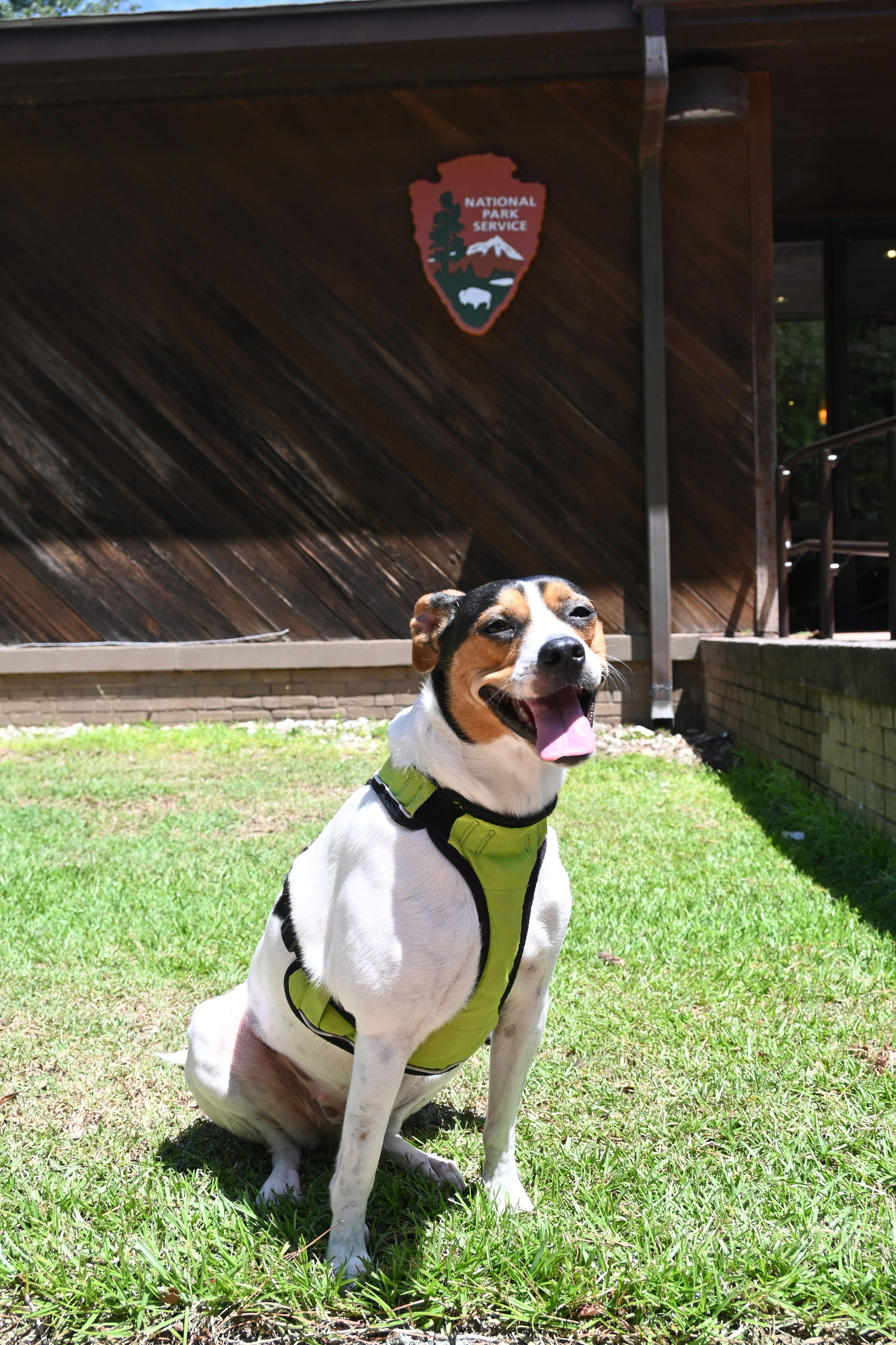 Joyful Companion at the National Park Gateway
