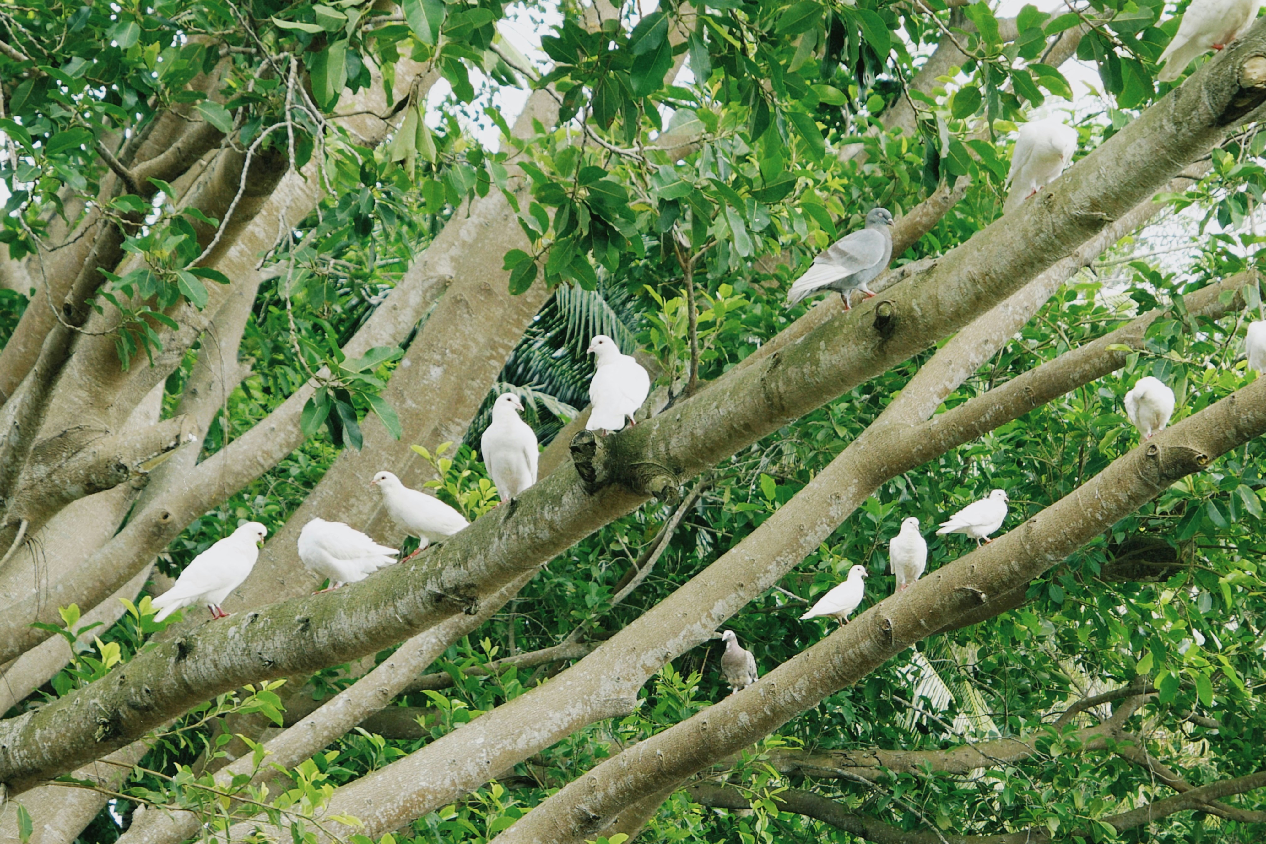 A cluster of white doves perched on a thick tree branch, surrounded by vibrant green foliage, showcasing a serene moment in nature.
