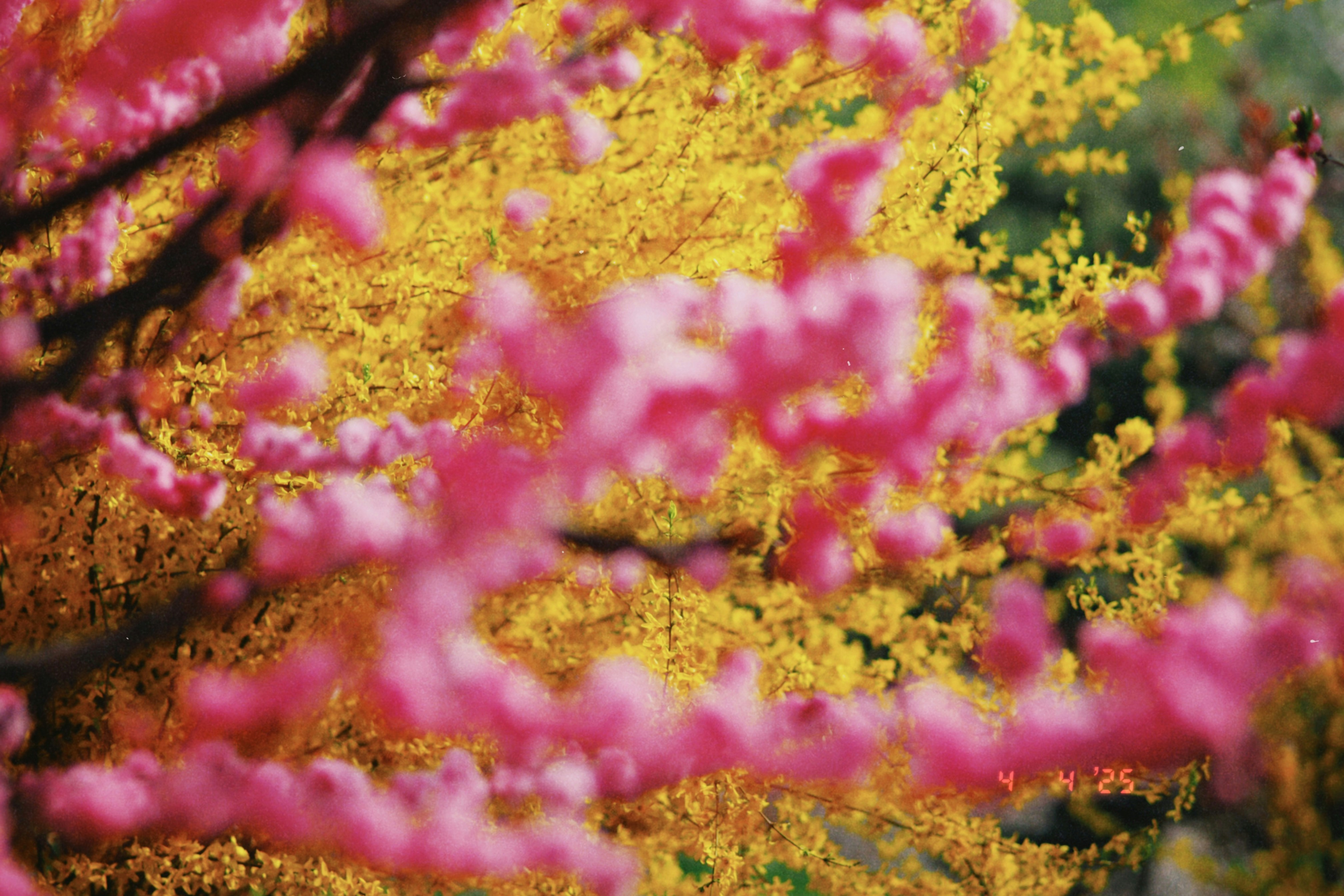 Foreground pink blossoms blur into the frame while a sharp yellow canopy forms the background, creating a layered spring scene. This photograph emphasizes depth of field and color contrast.