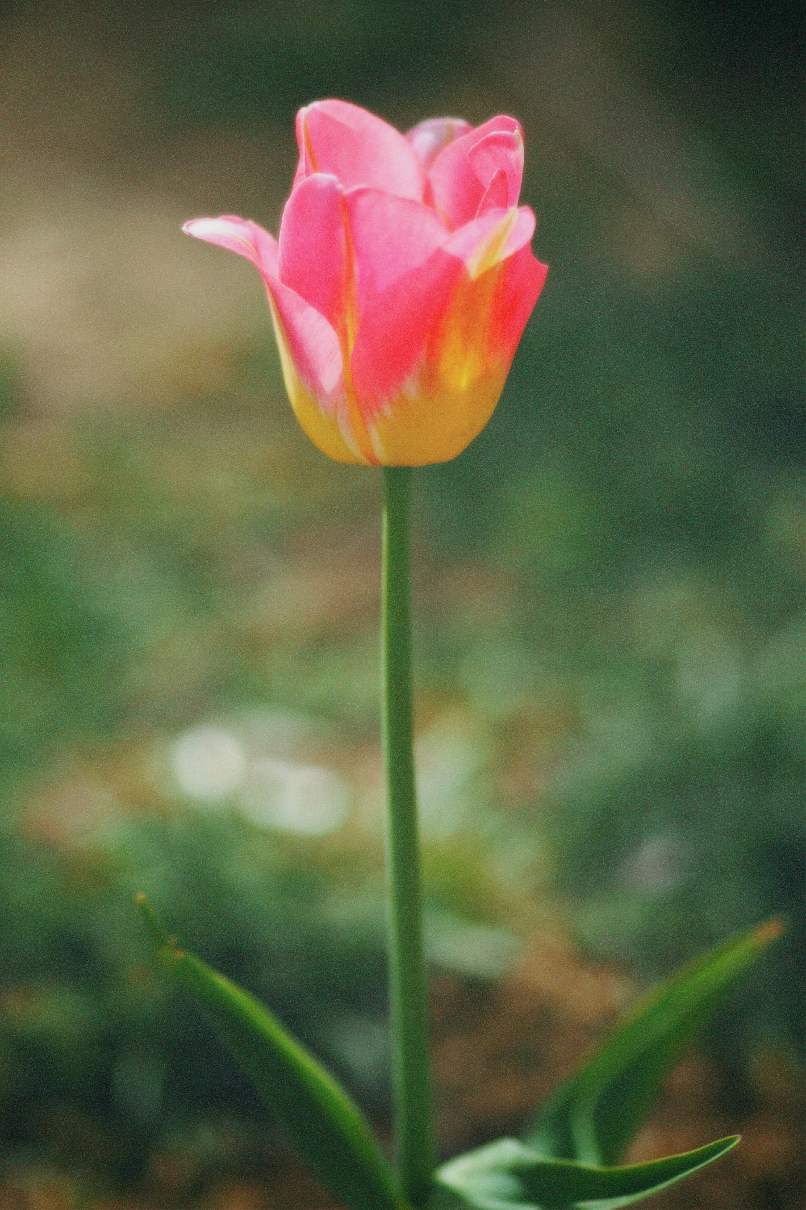 OLYMPUS DIGITAL CAMERA | A beautiful pink tulip blooming in a garden.