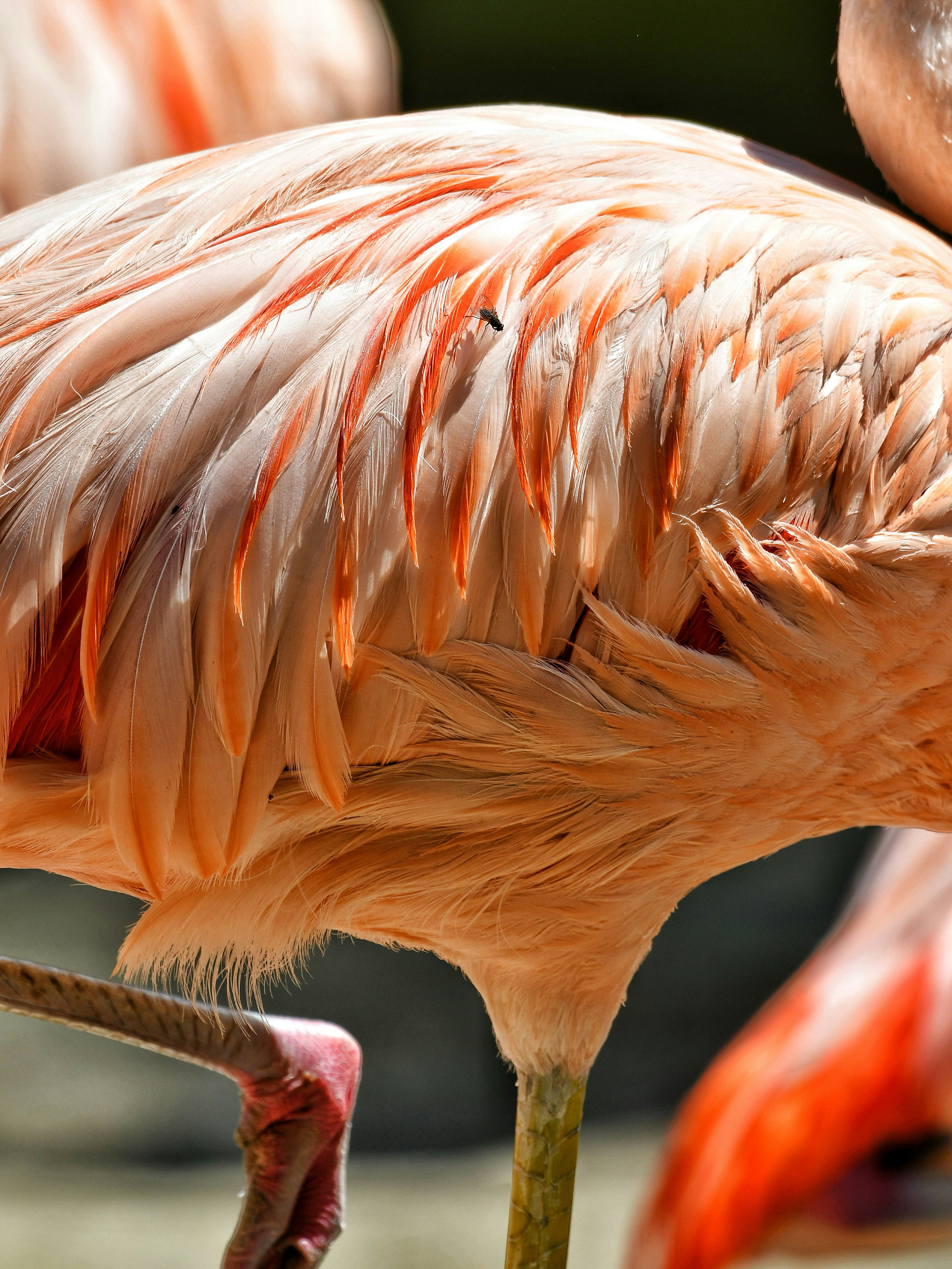 Whispers of Coral Plumage