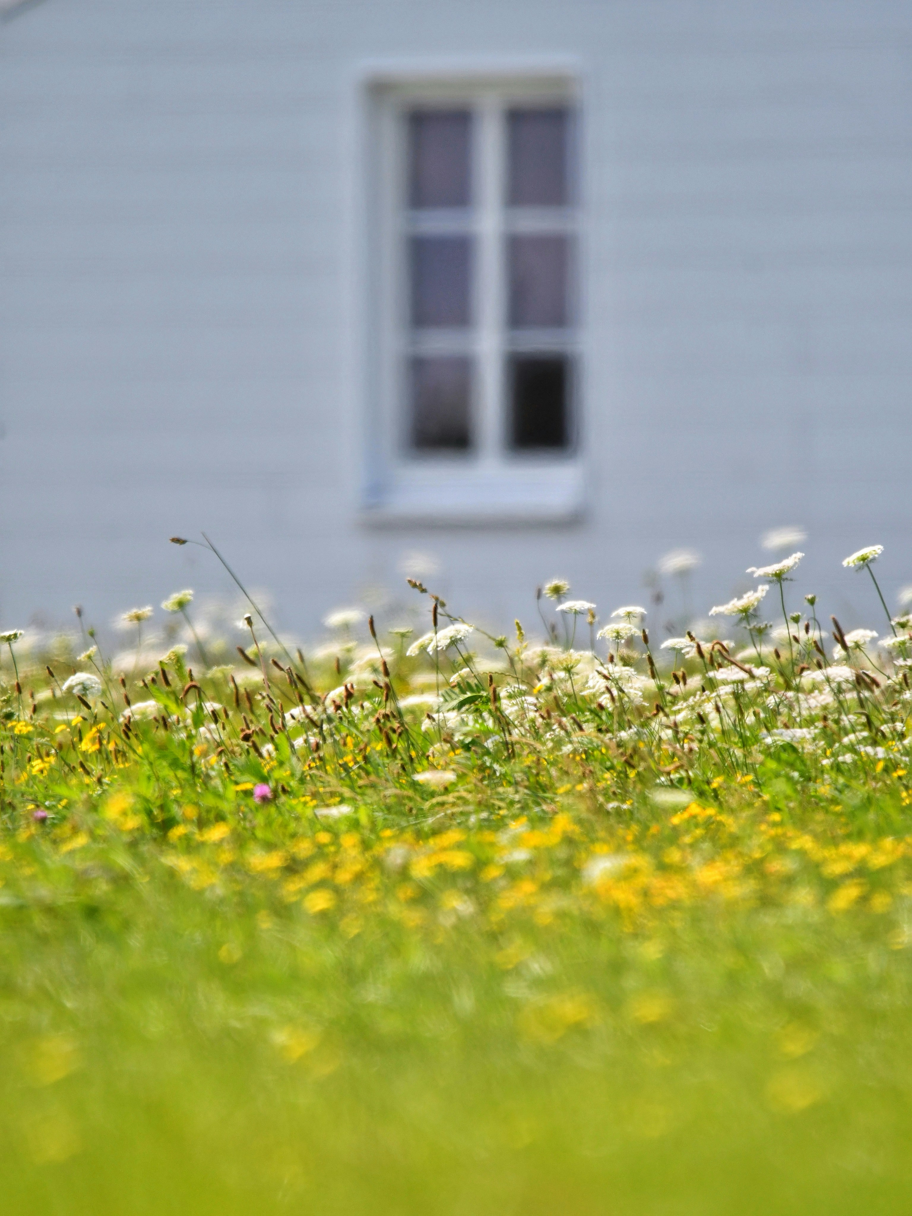 Whispers of Nature: A Floral Frame