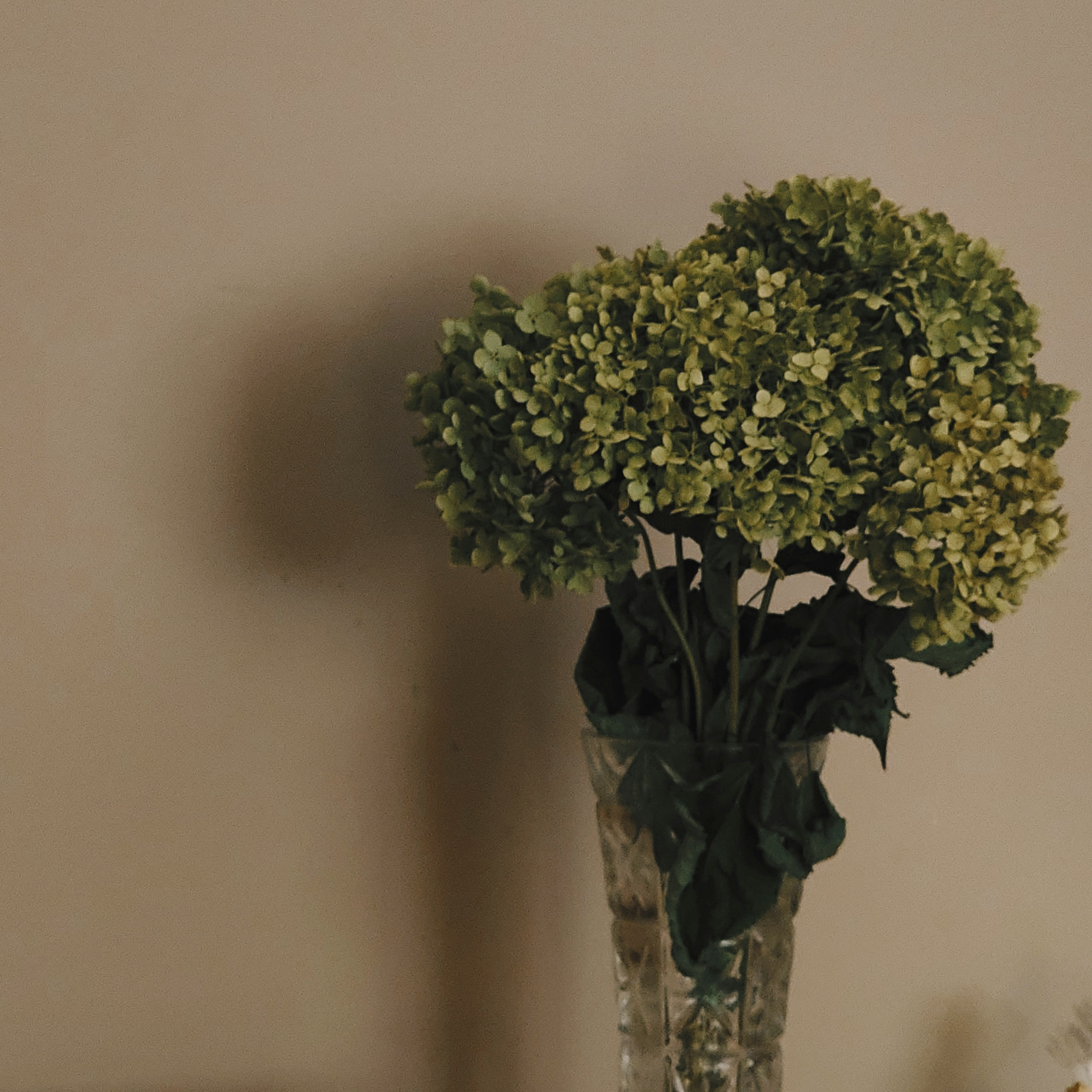 Flowers are in a vase against a plain wall.