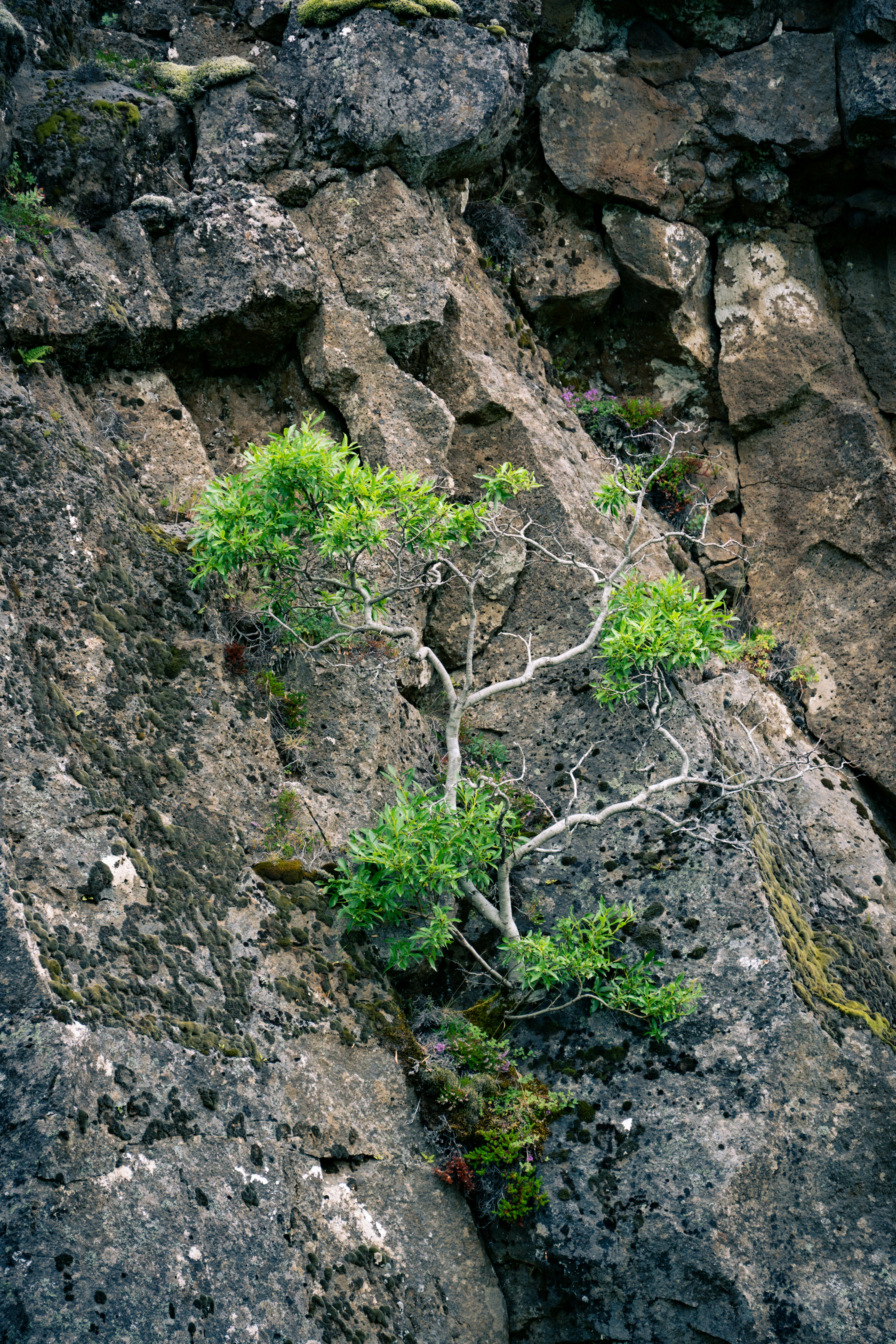 A small tree grows on a rocky cliff.