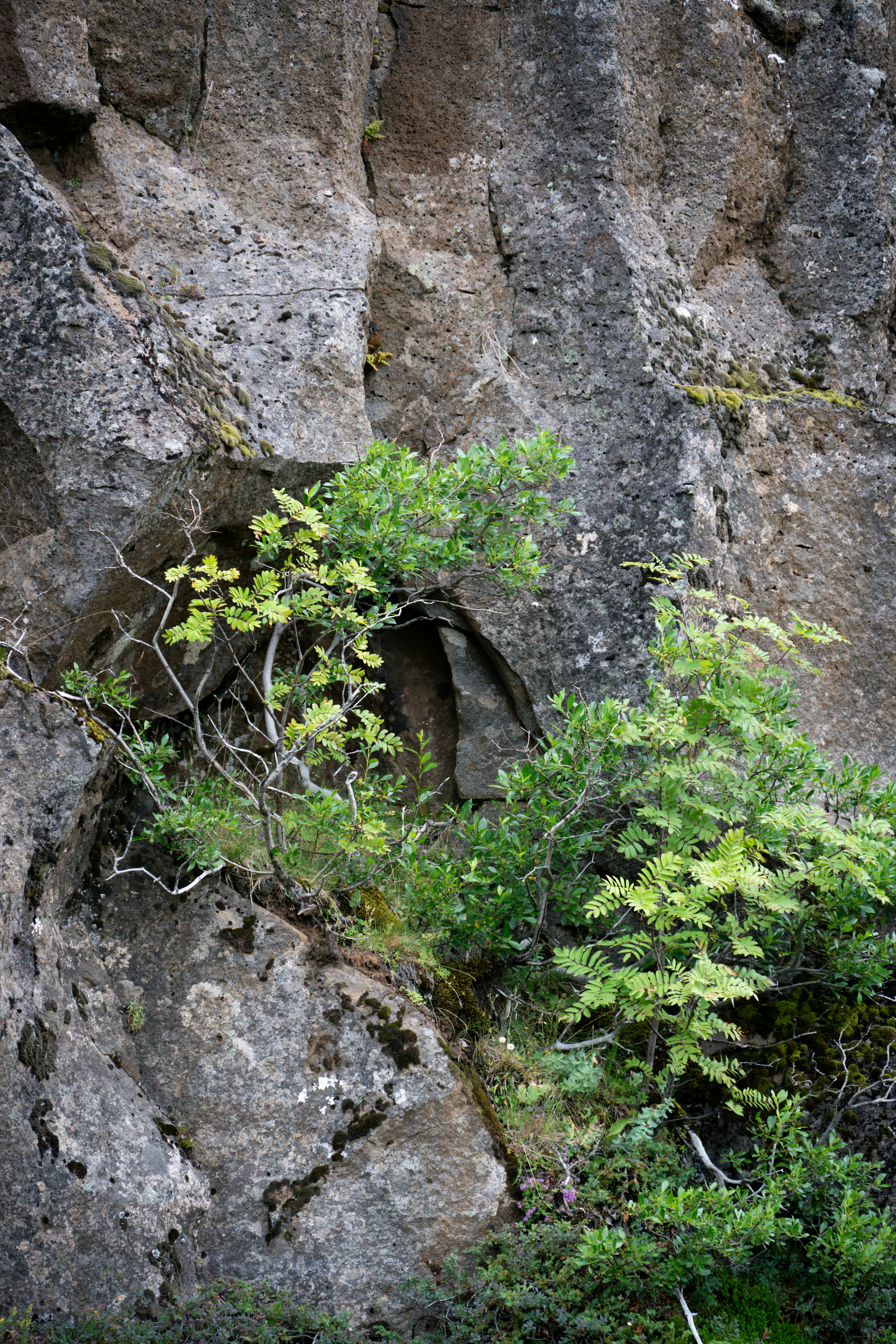 Plants grow from a rocky cliff.