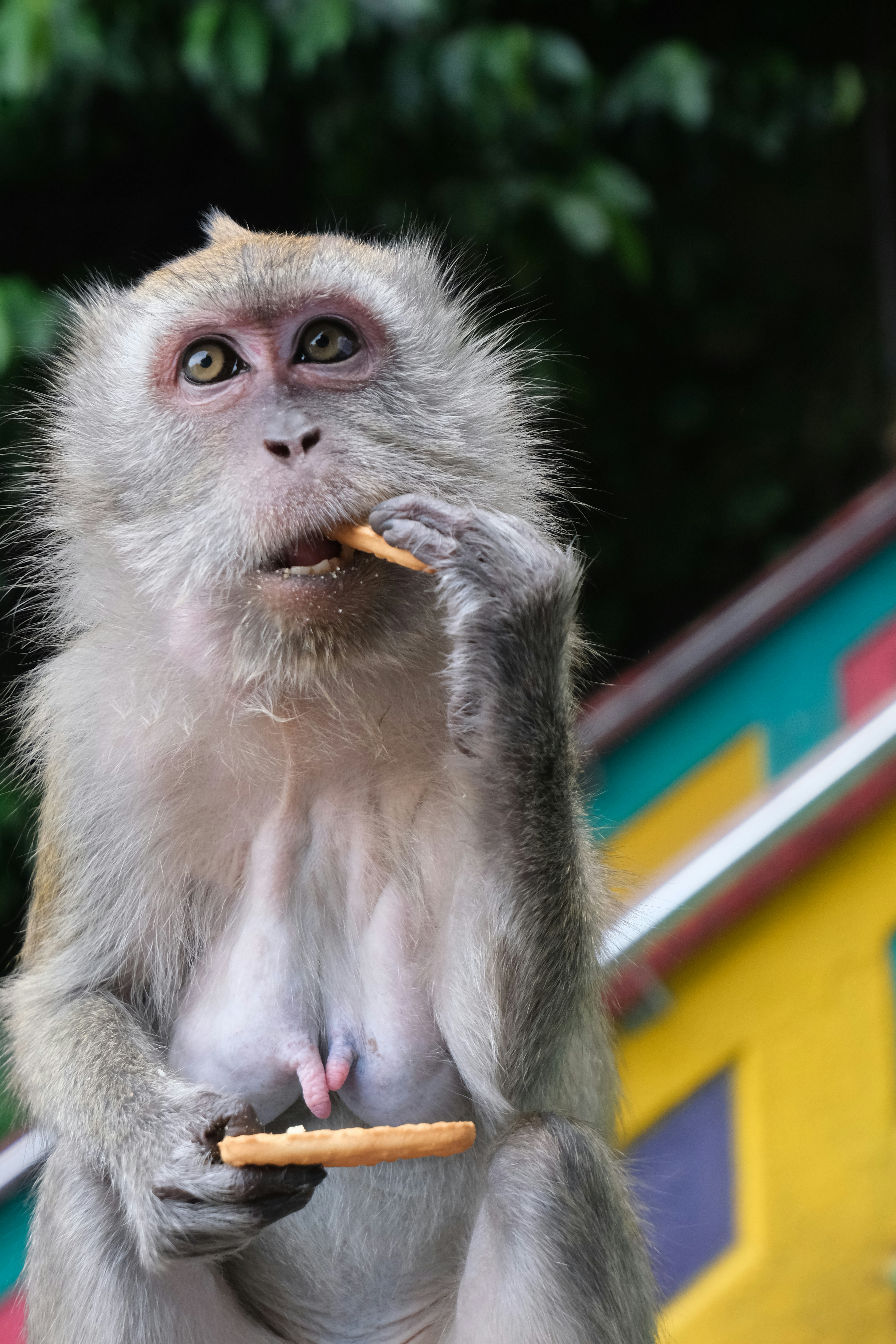 Monkey enjoying a cookie while perched against a vibrant background. The playful expression adds charm to the scene.