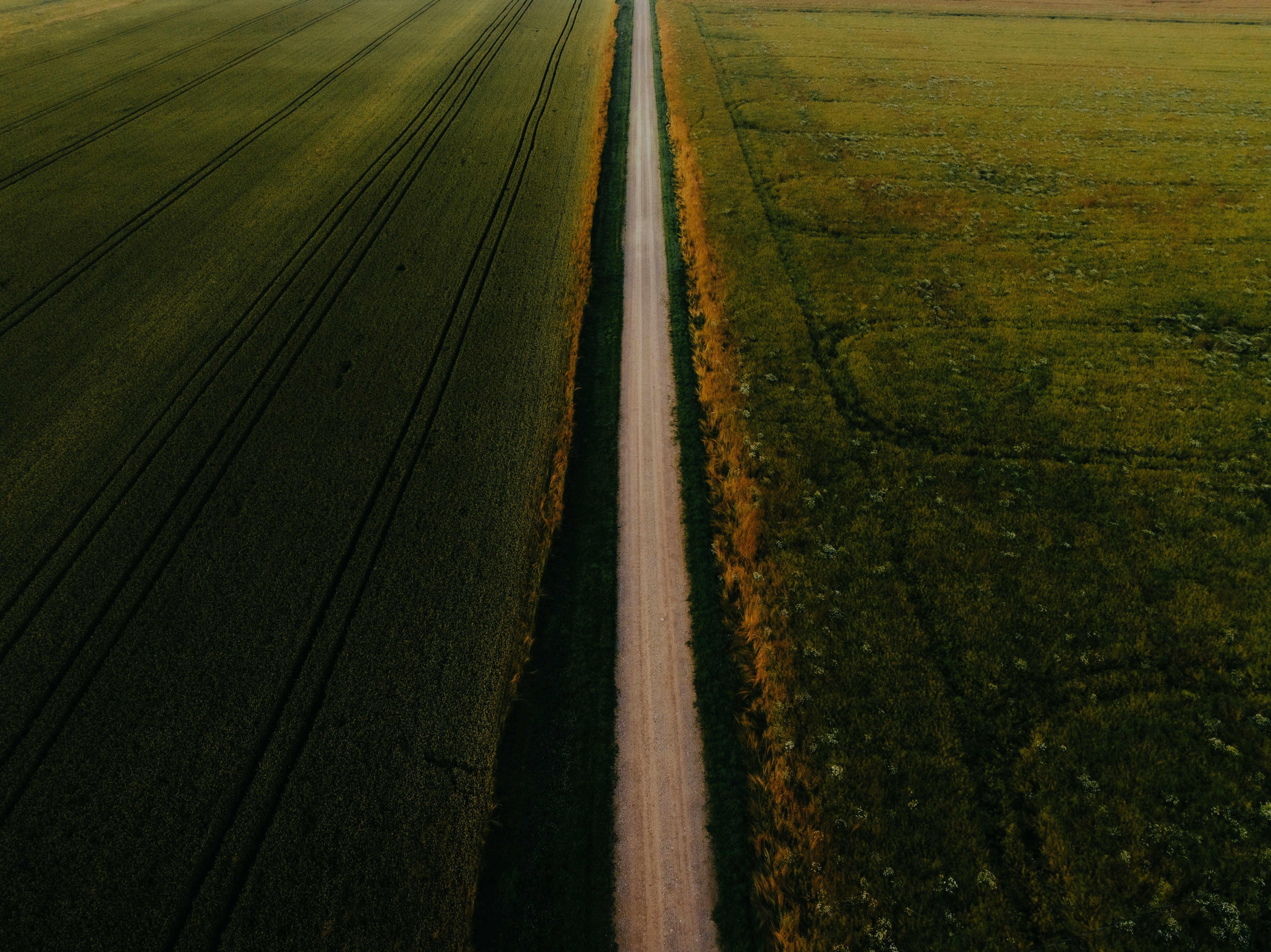 Pathway Through Nature's Canvas