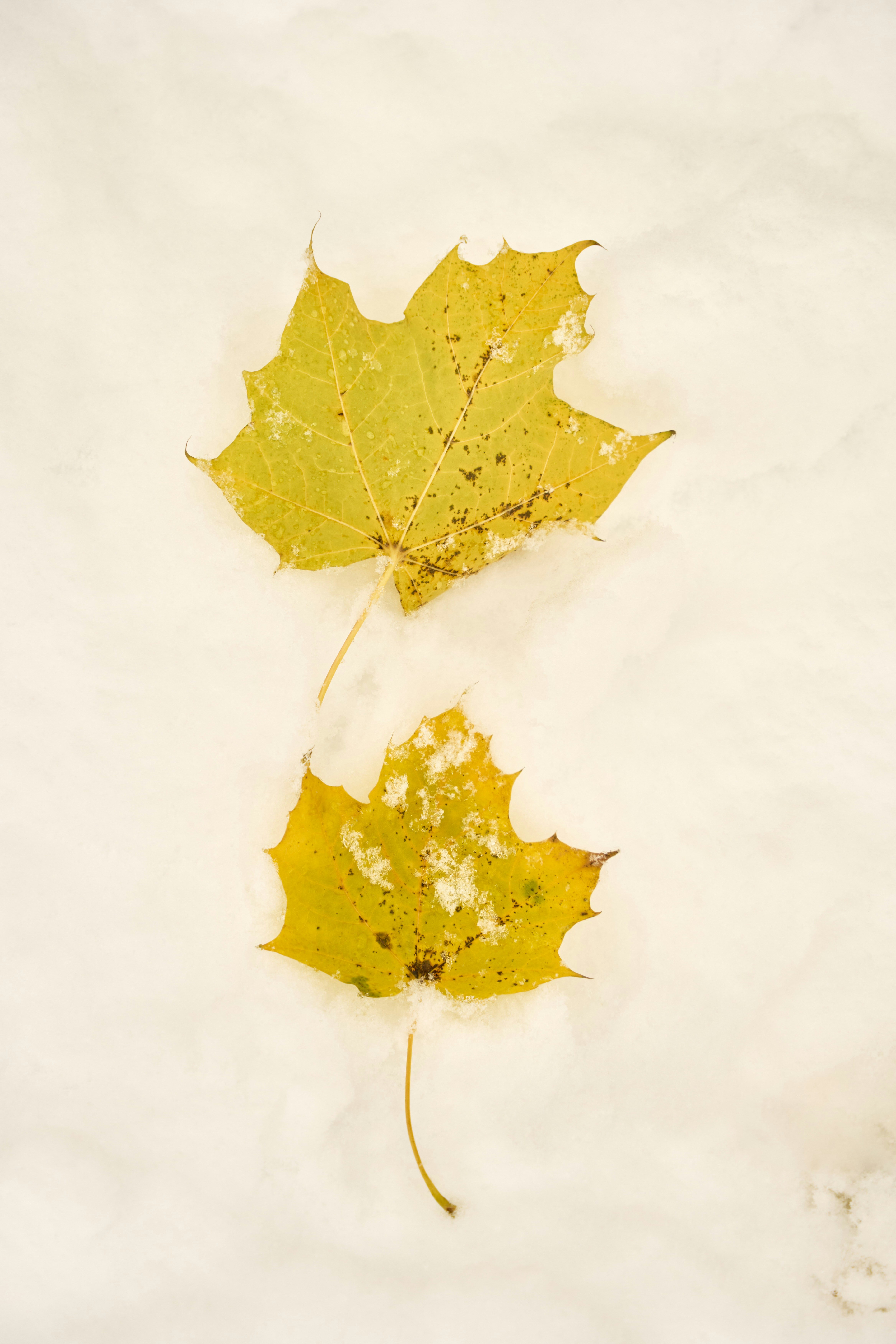 Two yellow maple leaves resting on a bed of soft, white snow, showcasing nature's transition from autumn to winter.