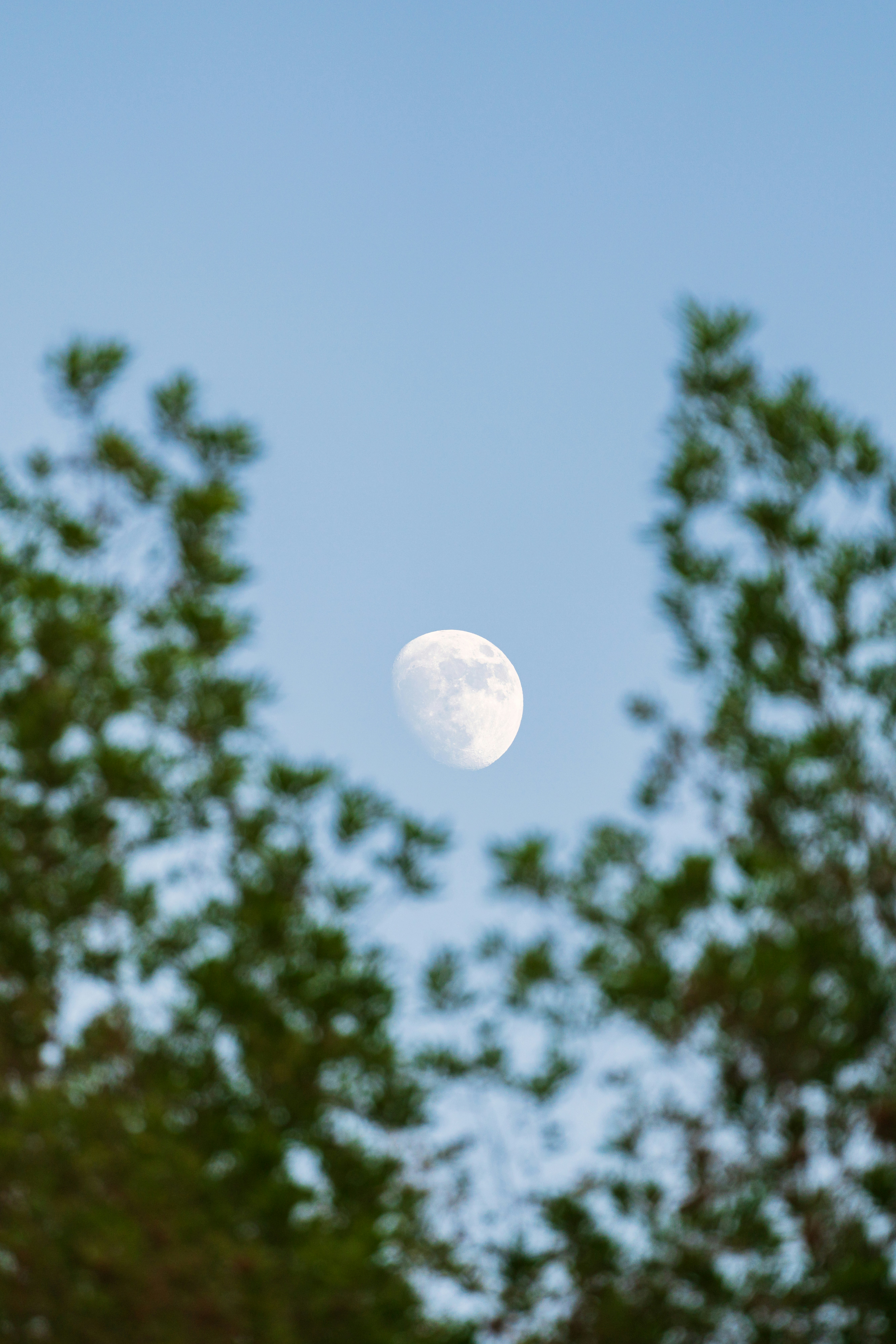 A half-moon peeks through a canopy of green leaves against a bright sky. The natural framing enhances the celestial focus.