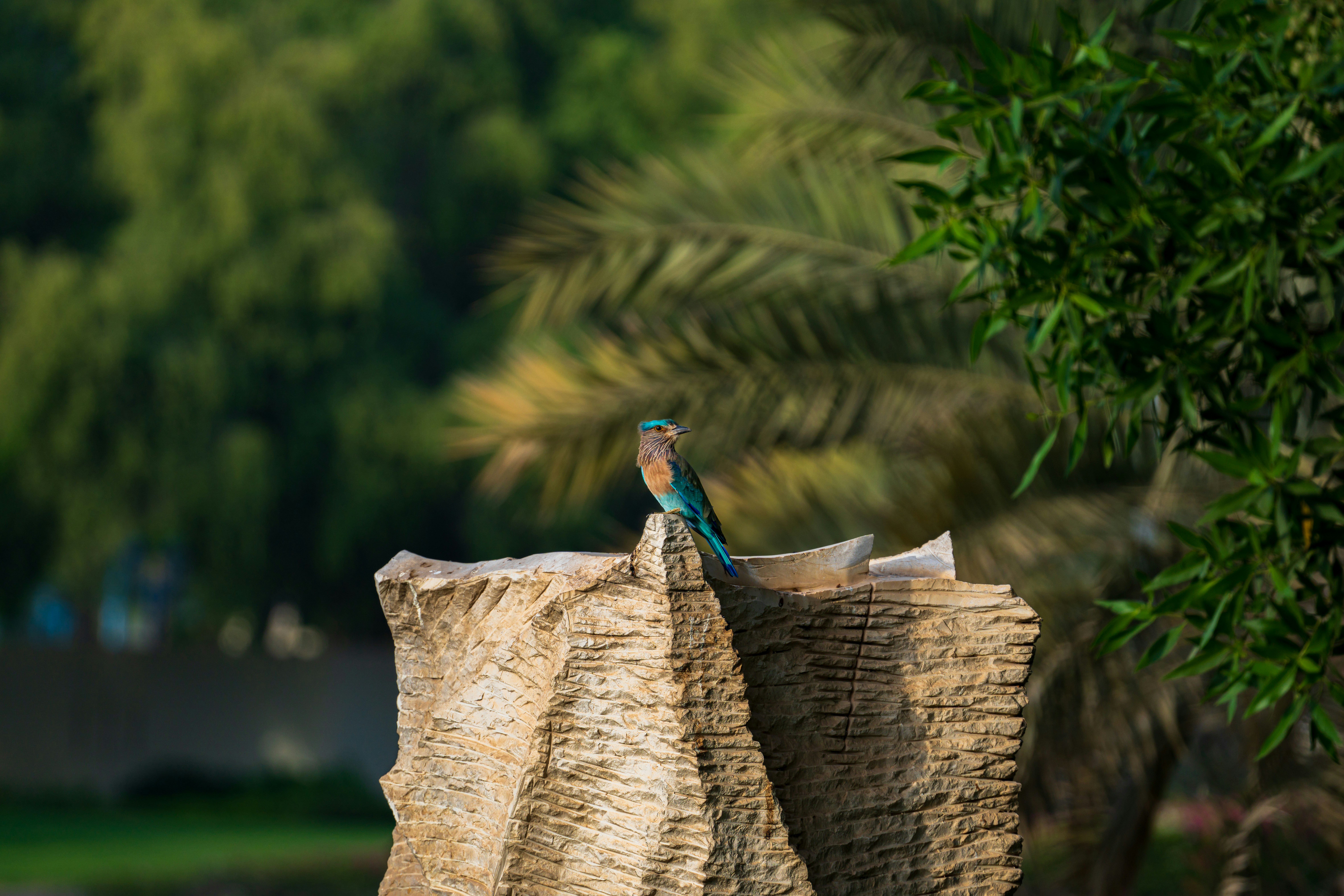 Azure Kingfisher on a Weathered Rock Amid Tropical Foliage