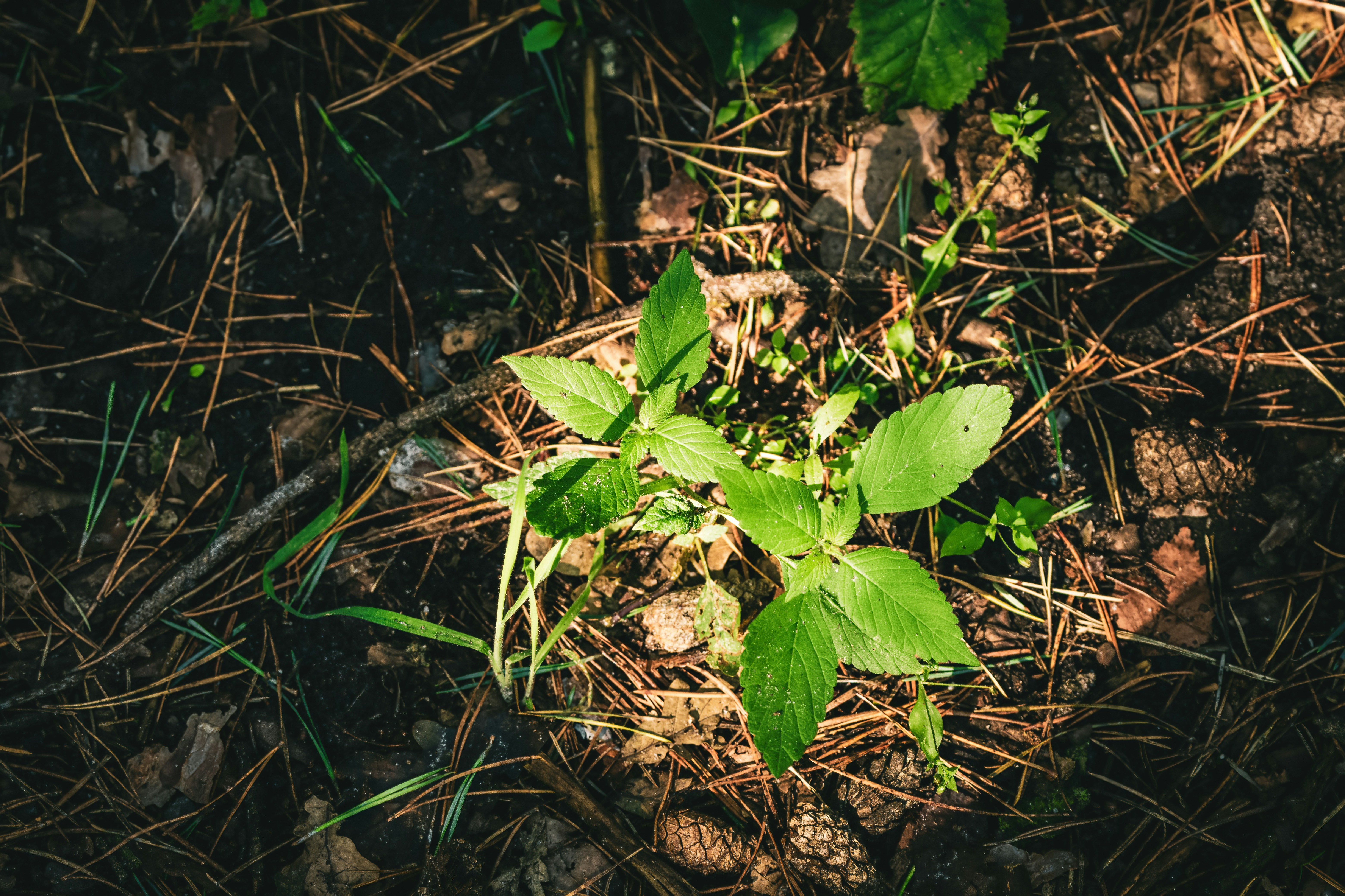 A small, green plant grows in the forest.