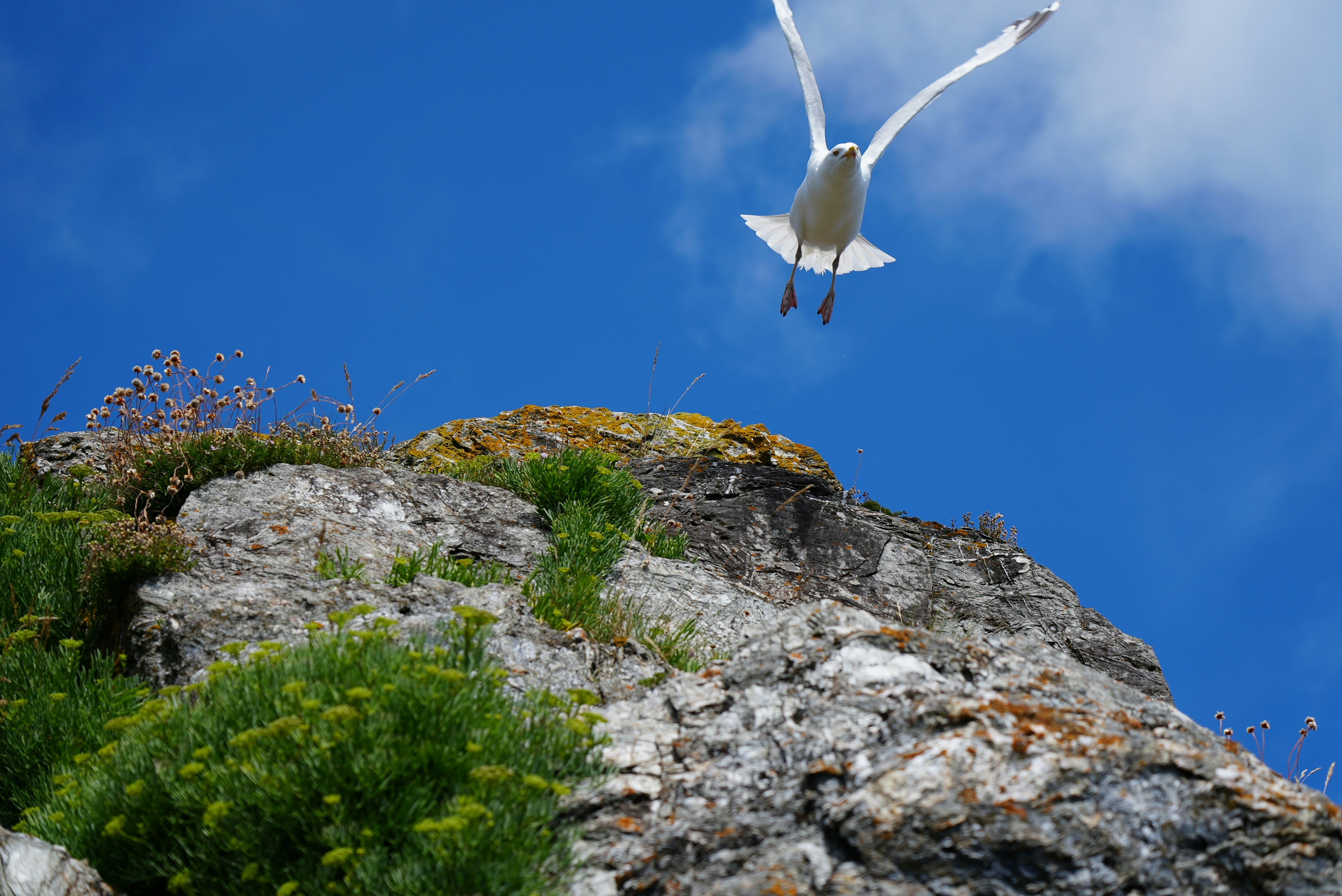 Soaring Above the Rocky Outcrop