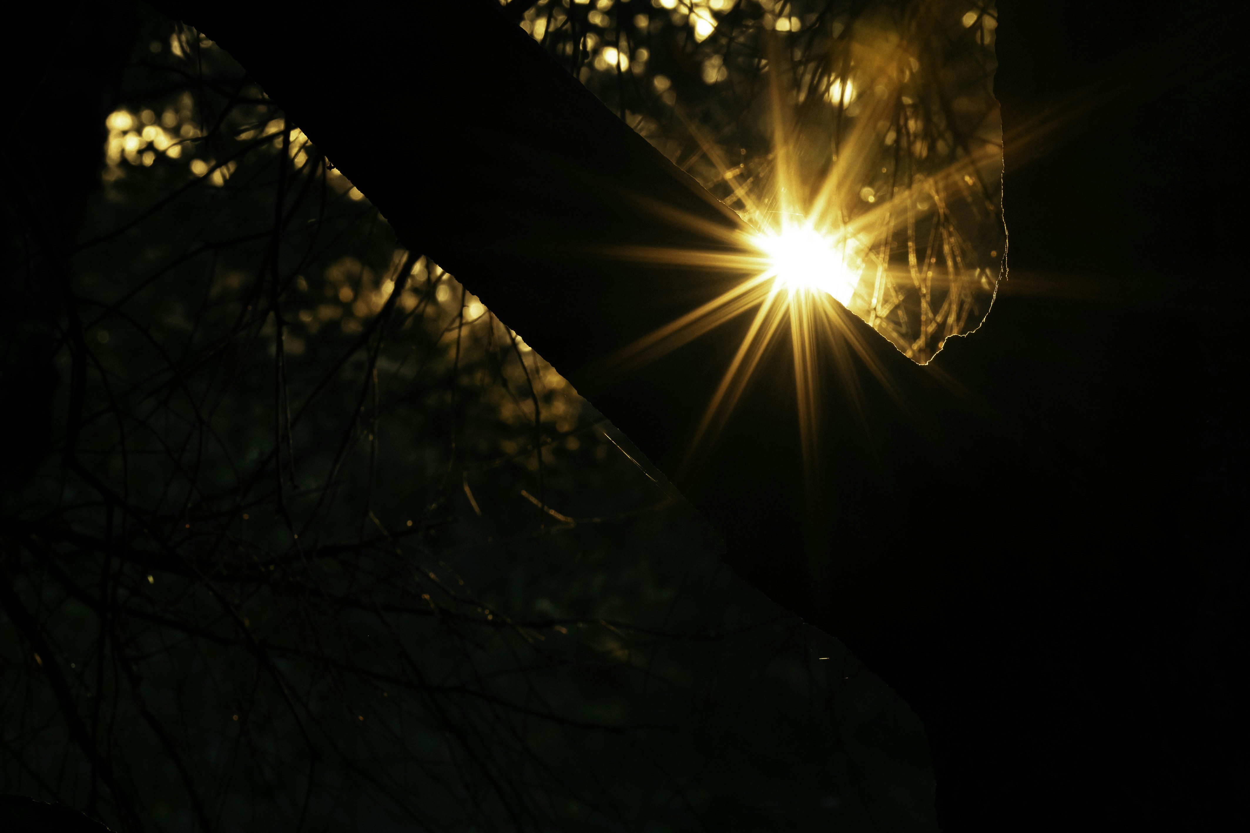 Star burst at sun down in the forest | Sunlight bursts through the trees.
