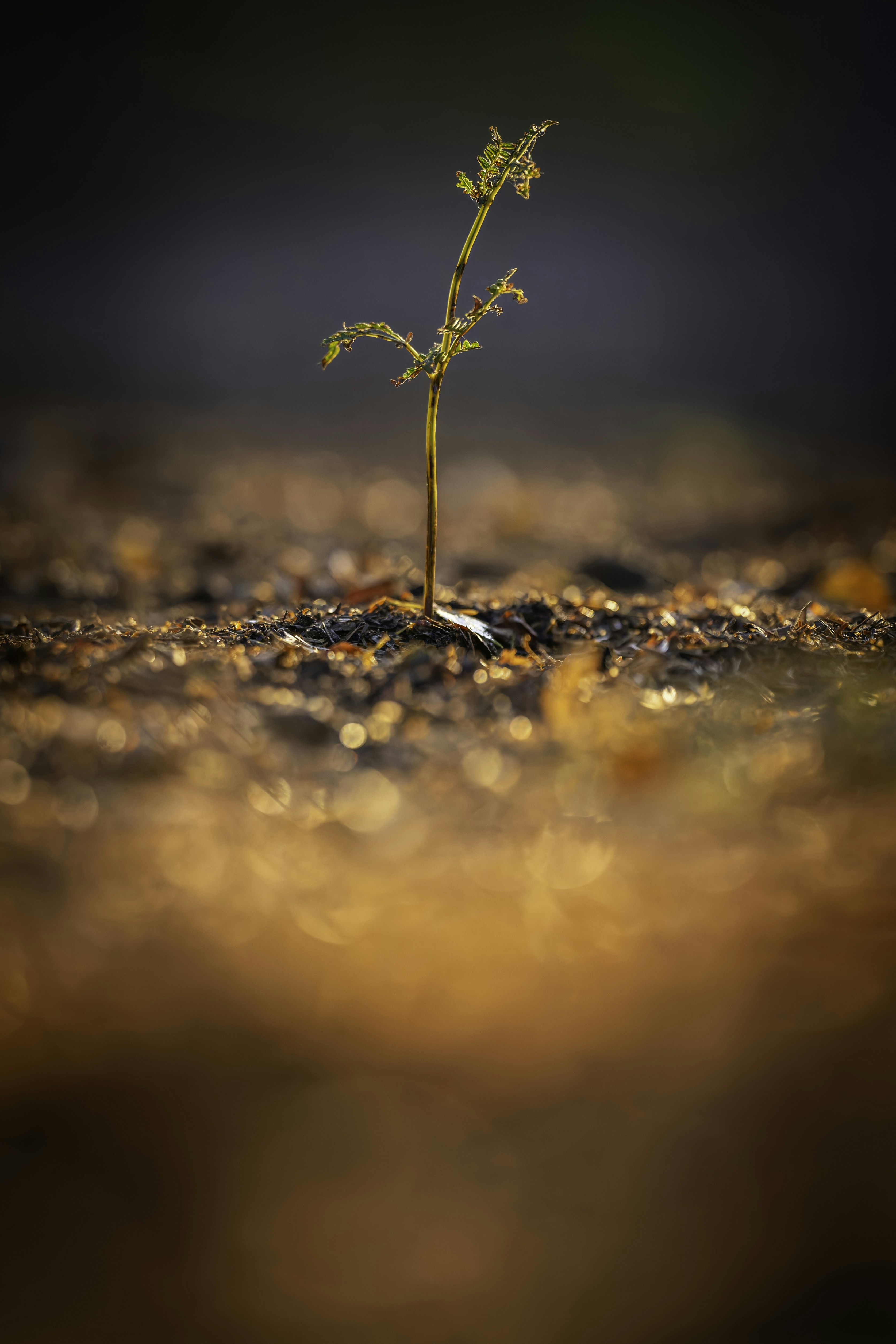 A fern rises from the forest floor | A tiny plant sprouts from the forest floor.