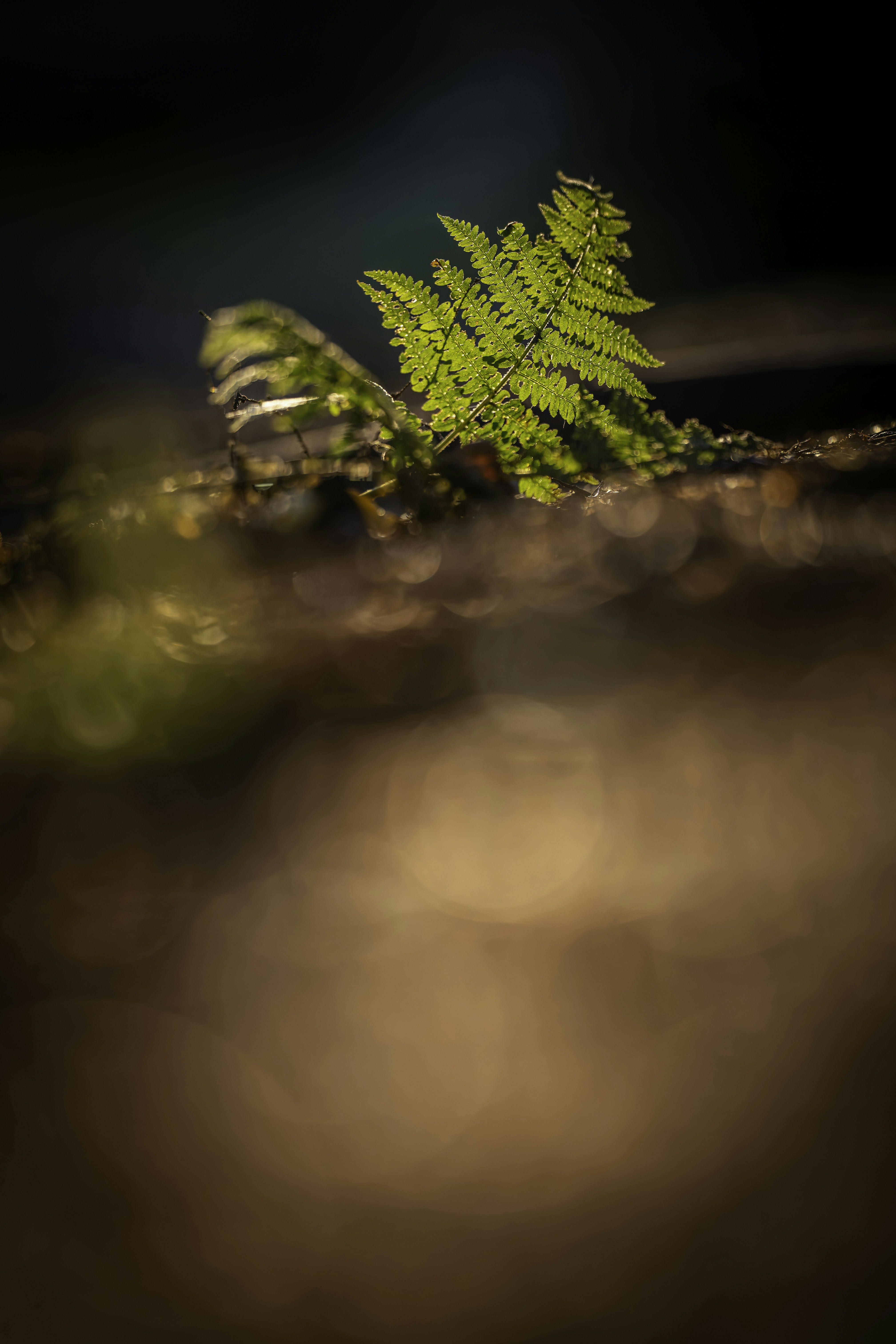 Emerald Resilience: A Fern's Stand Against the Shadows